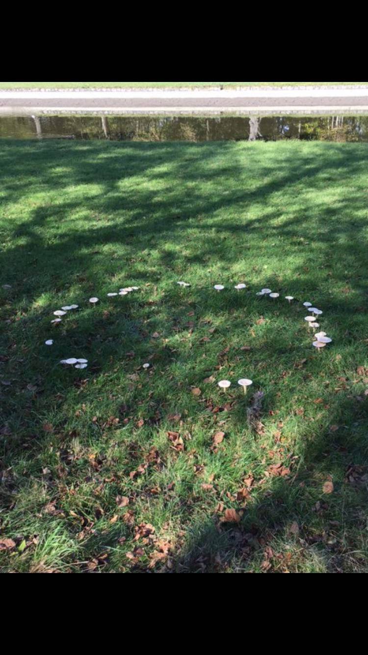 Nice fairy ring in Bavaria | Scrolller