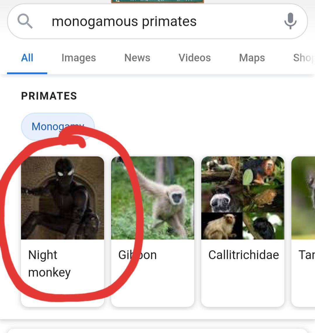 Night monkey best primate | Scrolller