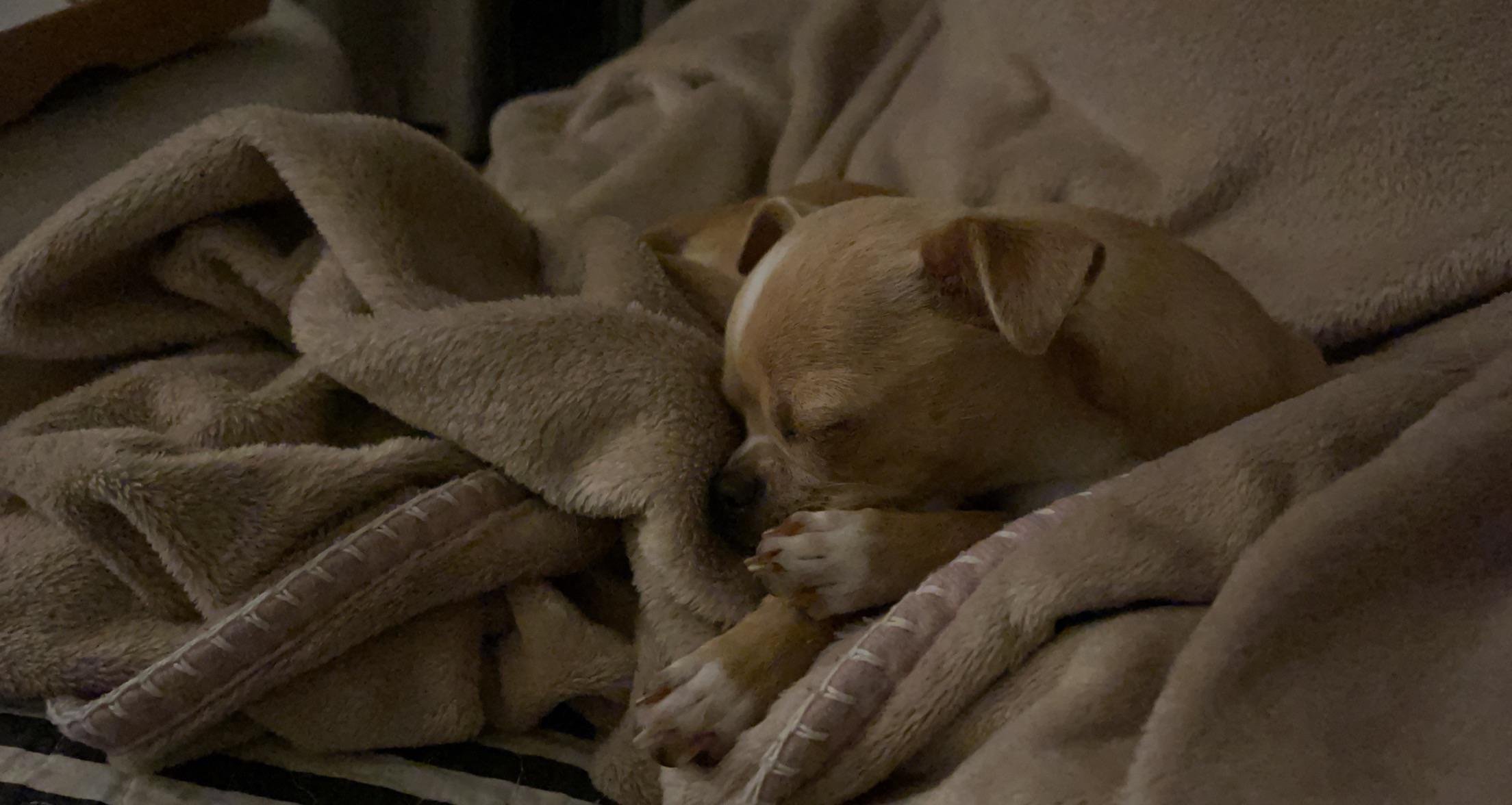 Night shift has my days off all screwy, but I do get to sit up and read while this one snuggles ...