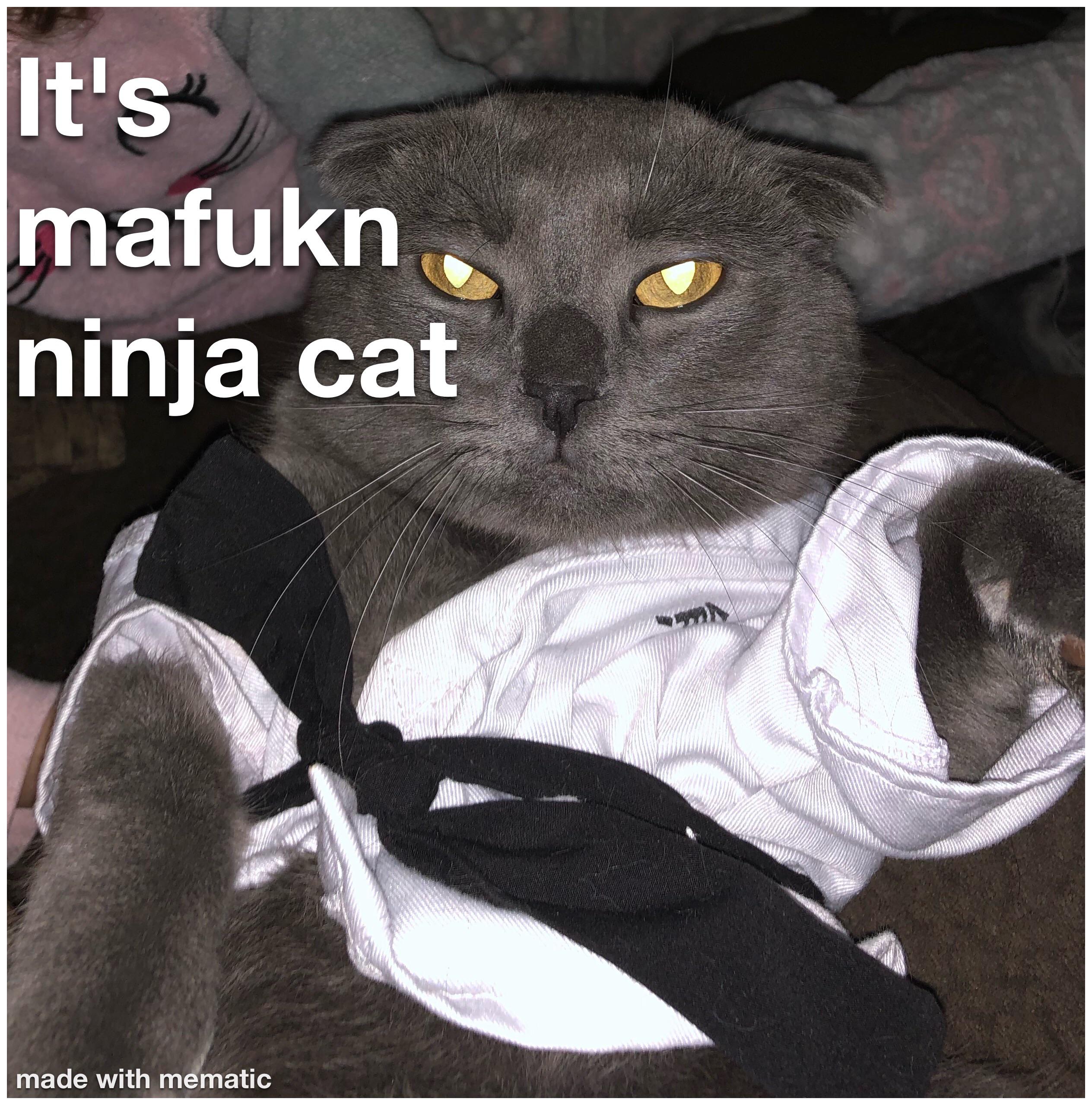 Ninja Cat | Scrolller