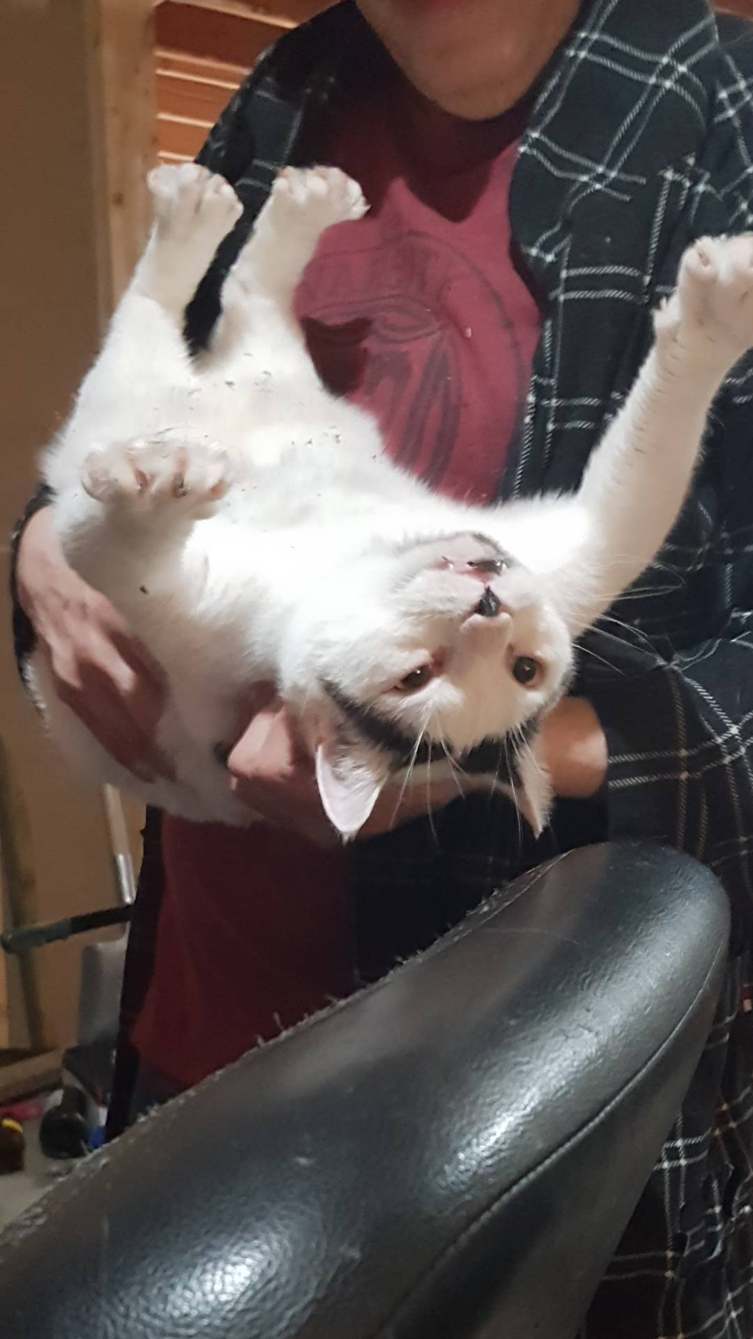 Nip tripping after a brief reign of terror | Scrolller