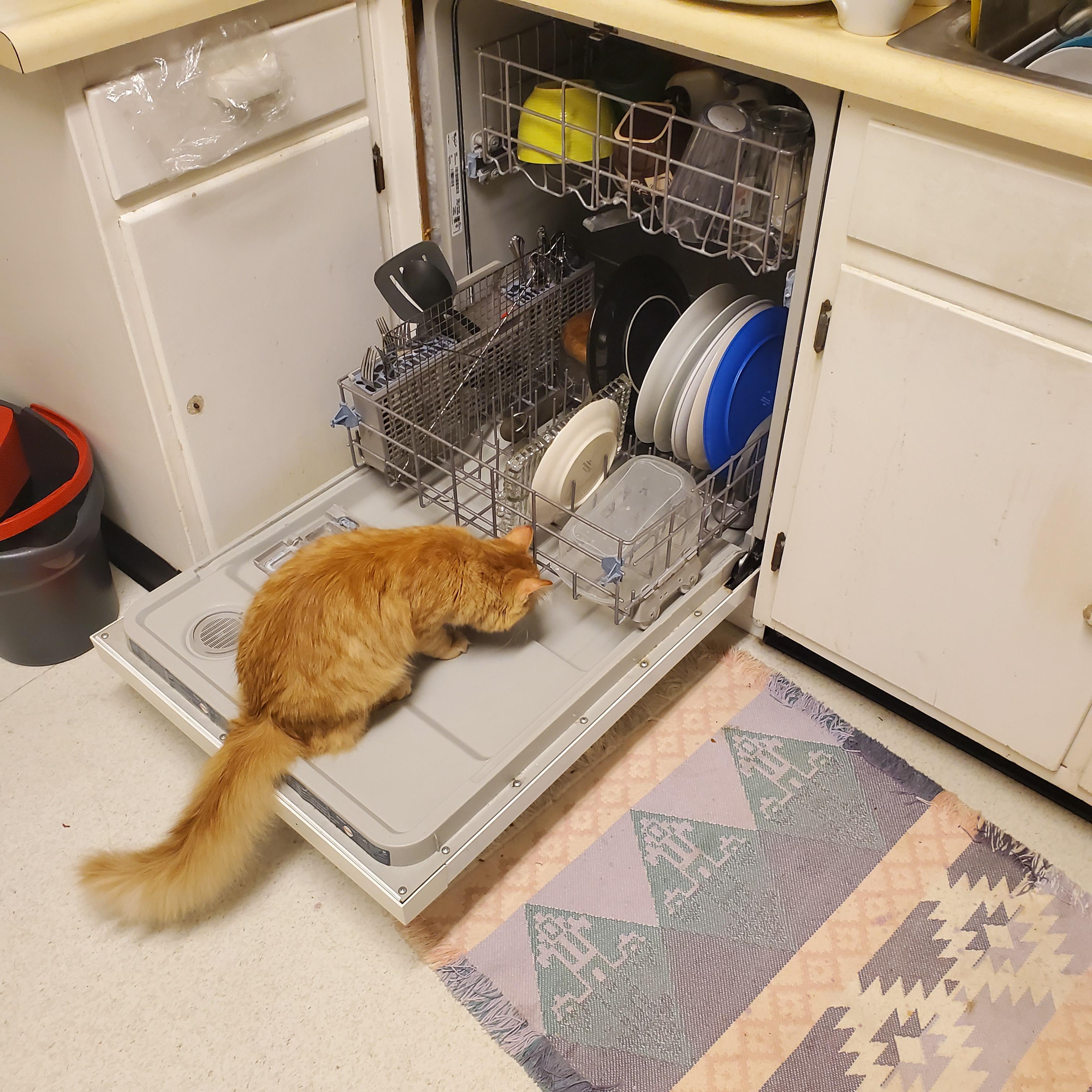 No! Just lick yourself instead | Scrolller