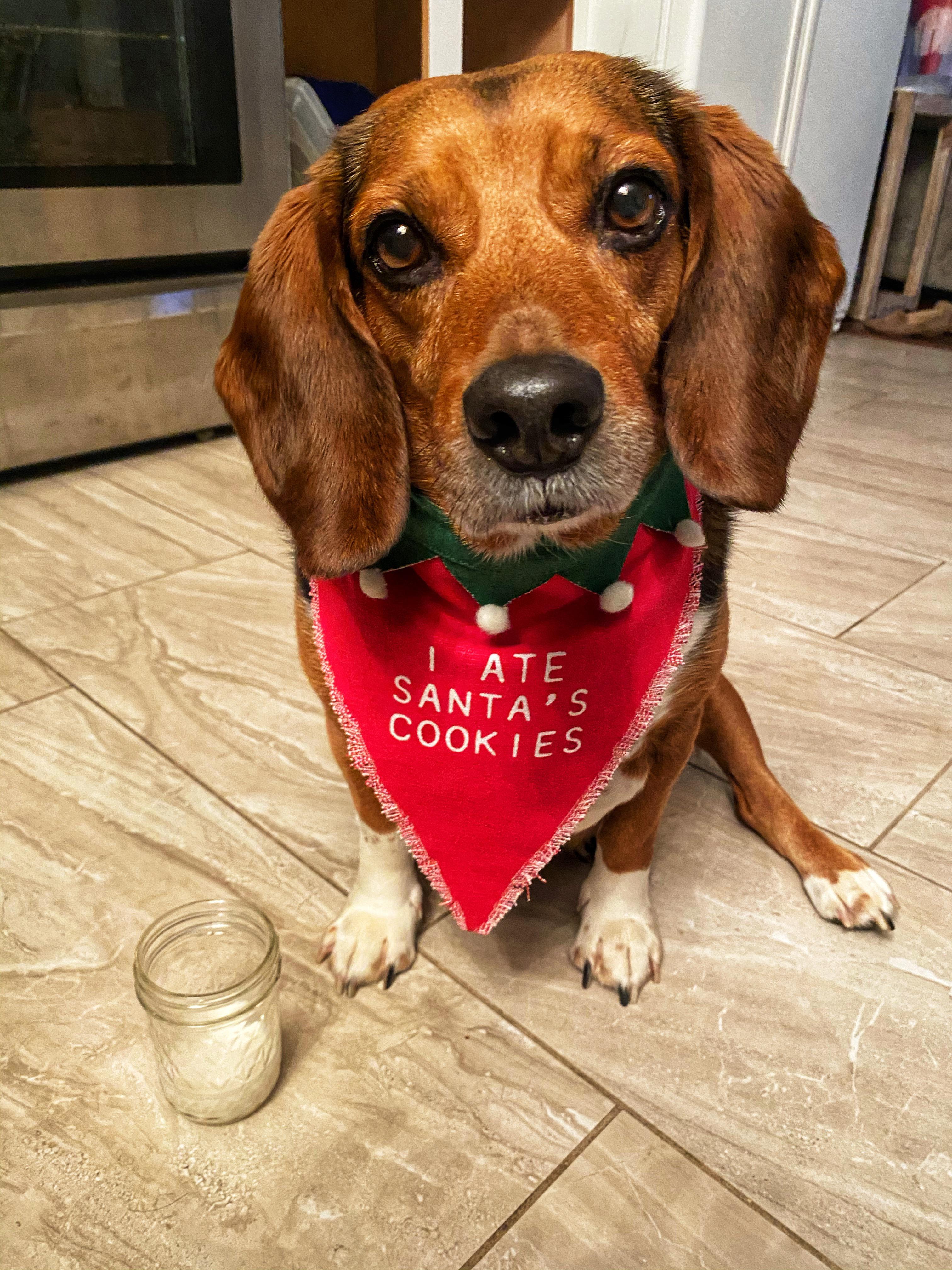 No regrets 🍪🐶 | Scrolller