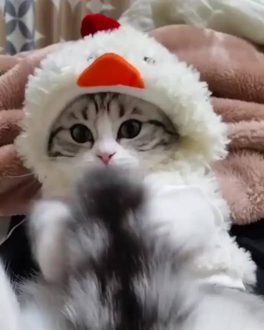 Nom nom nom nom | Scrolller