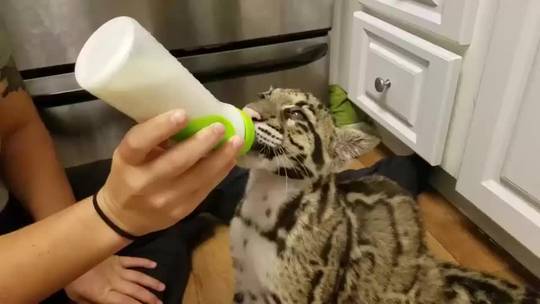 Nom nom nom nom | Scrolller