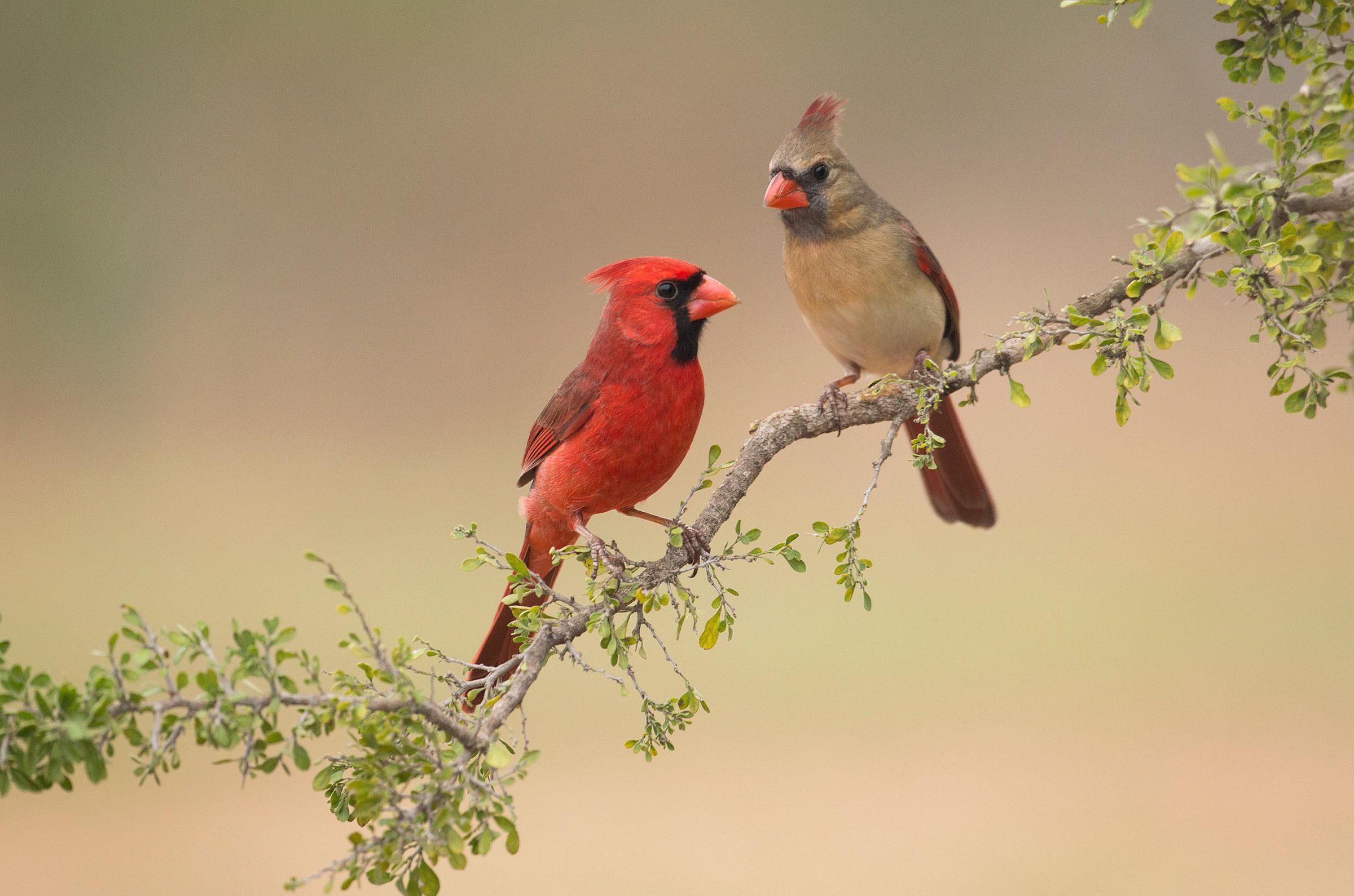 Northern Cardinal. Bird Up | Scrolller