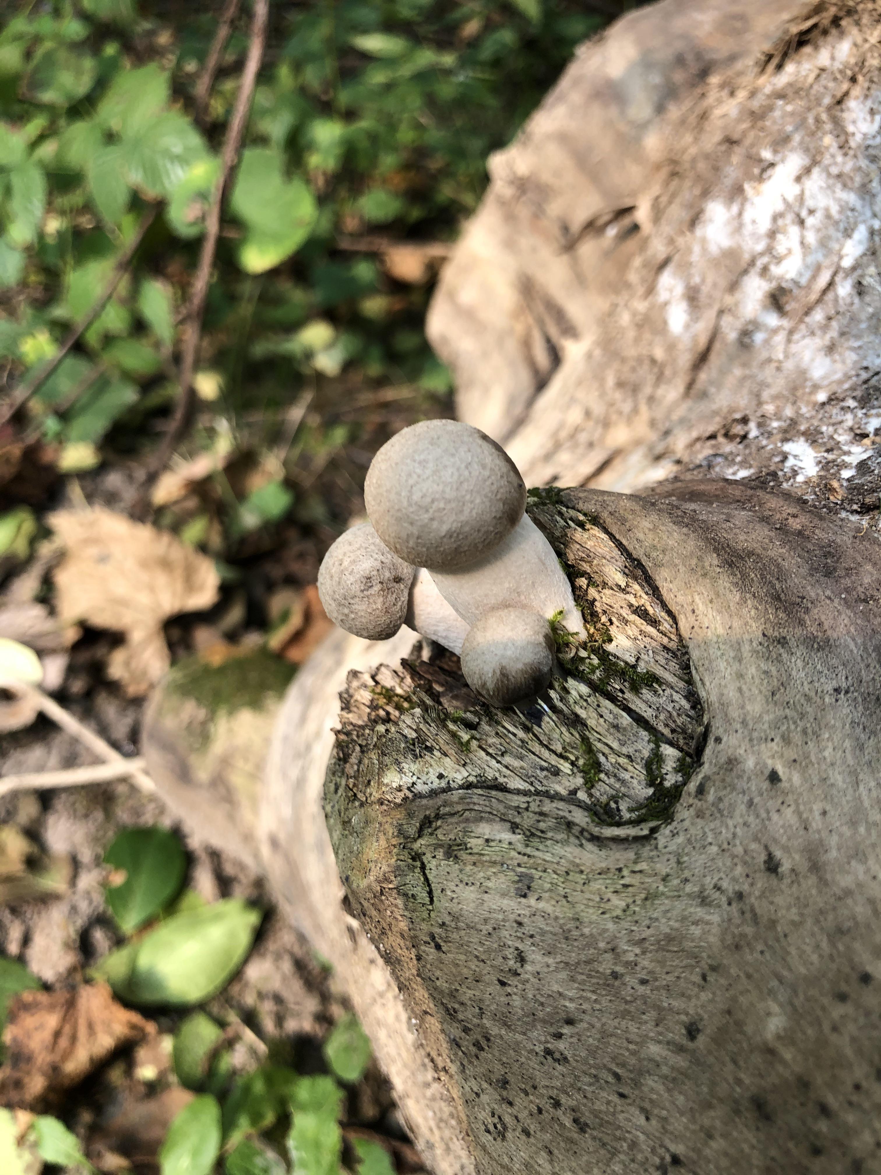 Northern Illinois | Scrolller