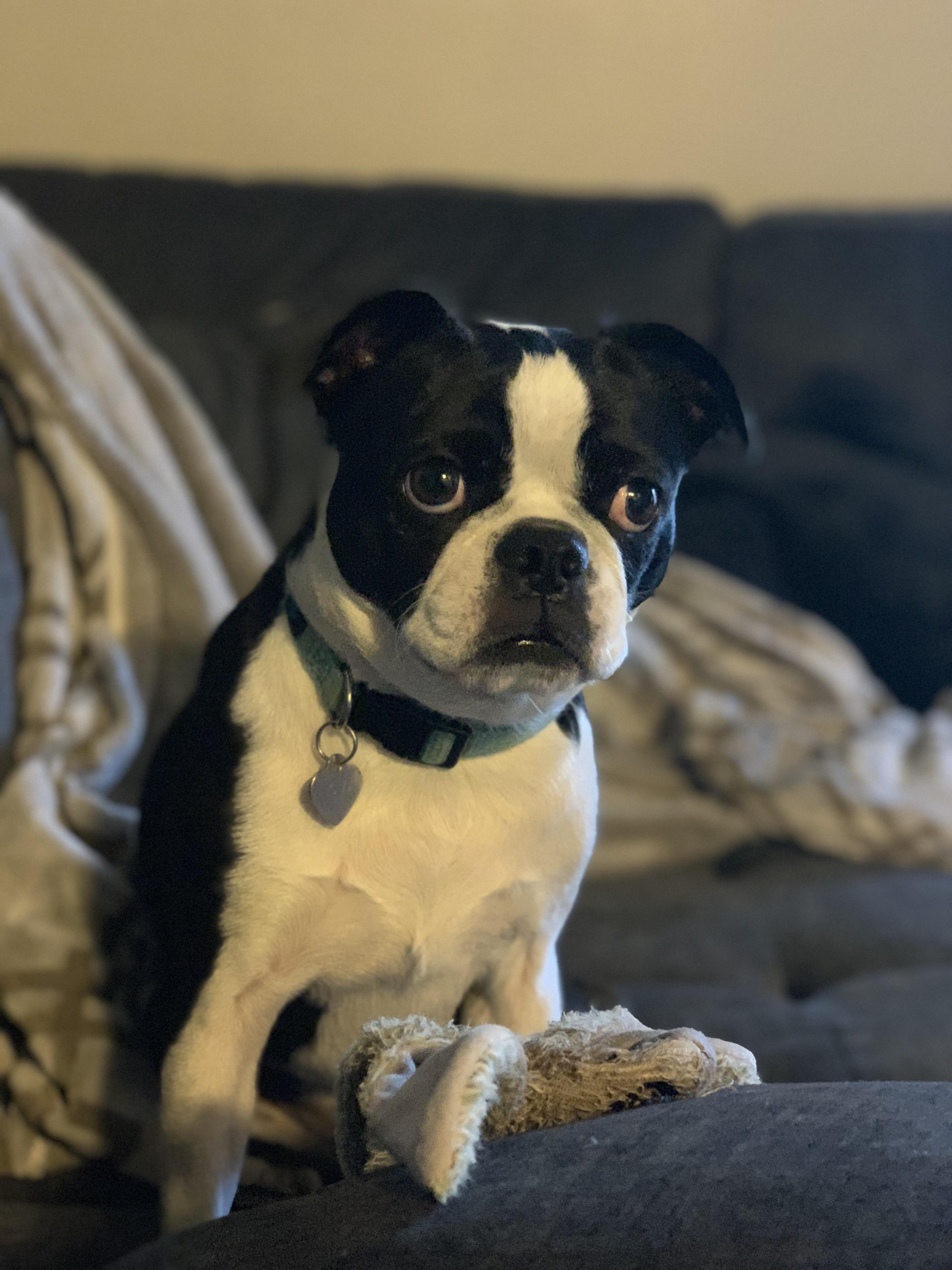 Nova and her floppy ears ️ | Scrolller