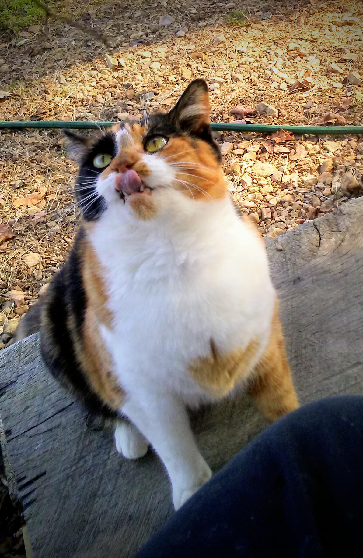 Nova doing a mlem. | Scrolller