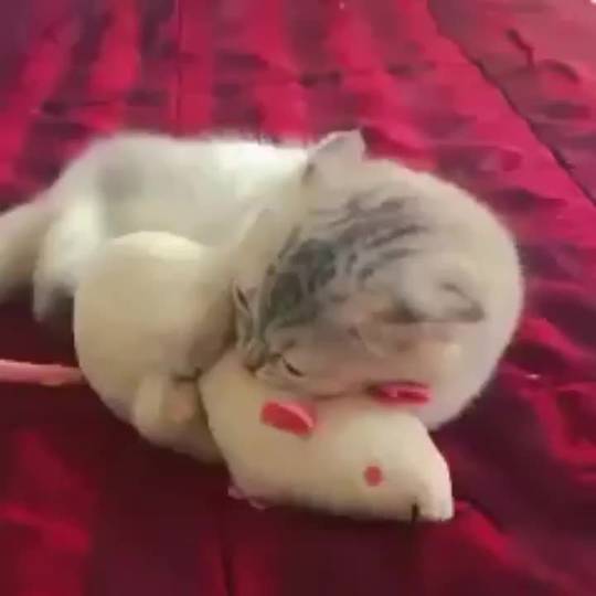 Now they're both dead! | Scrolller