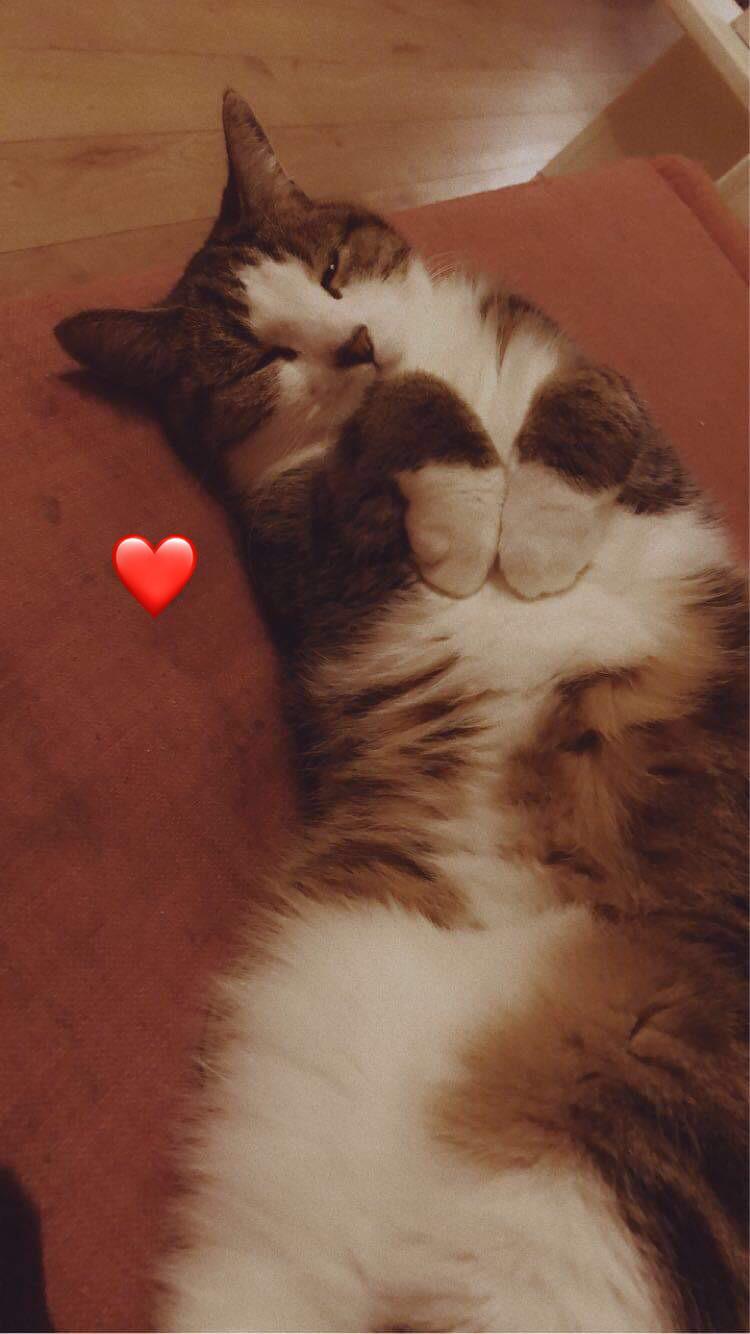 Nya nya :3 | Scrolller