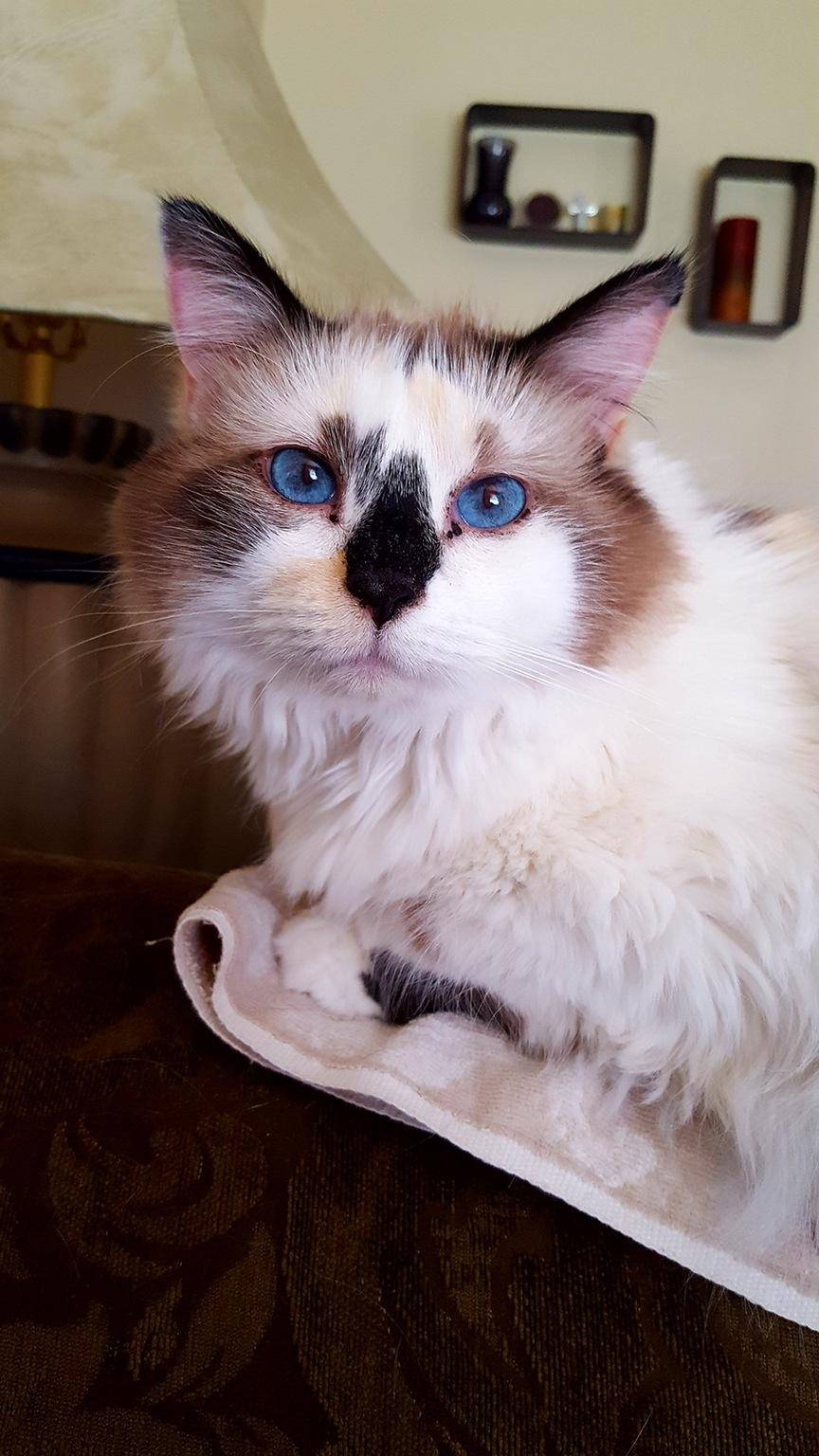 Nymphadora Tonks our cat. She is calico Ragdoll | Scrolller