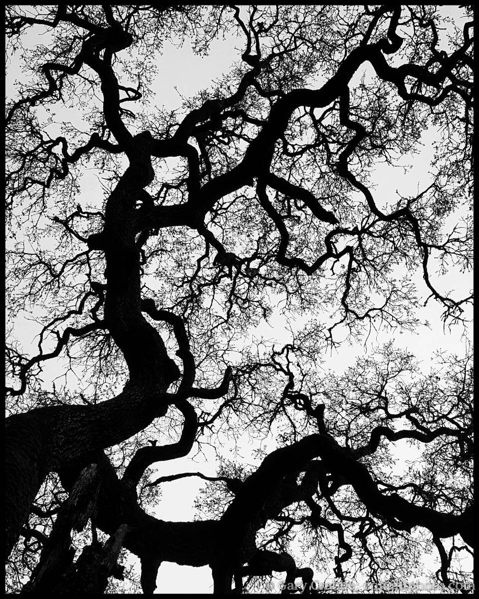 Oak tree silhouette | Scrolller