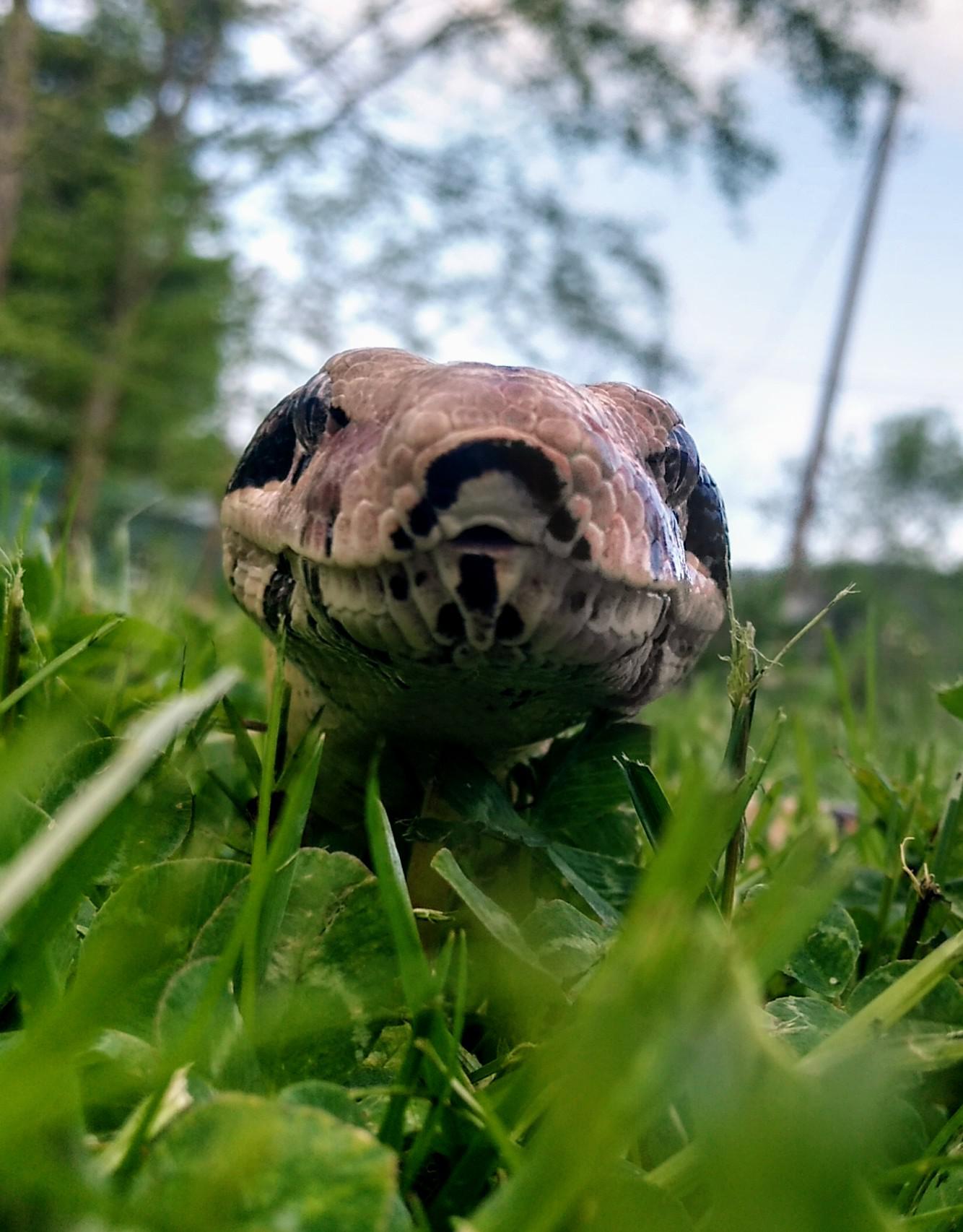 Oakley, aka Mr.Boopable. | Scrolller