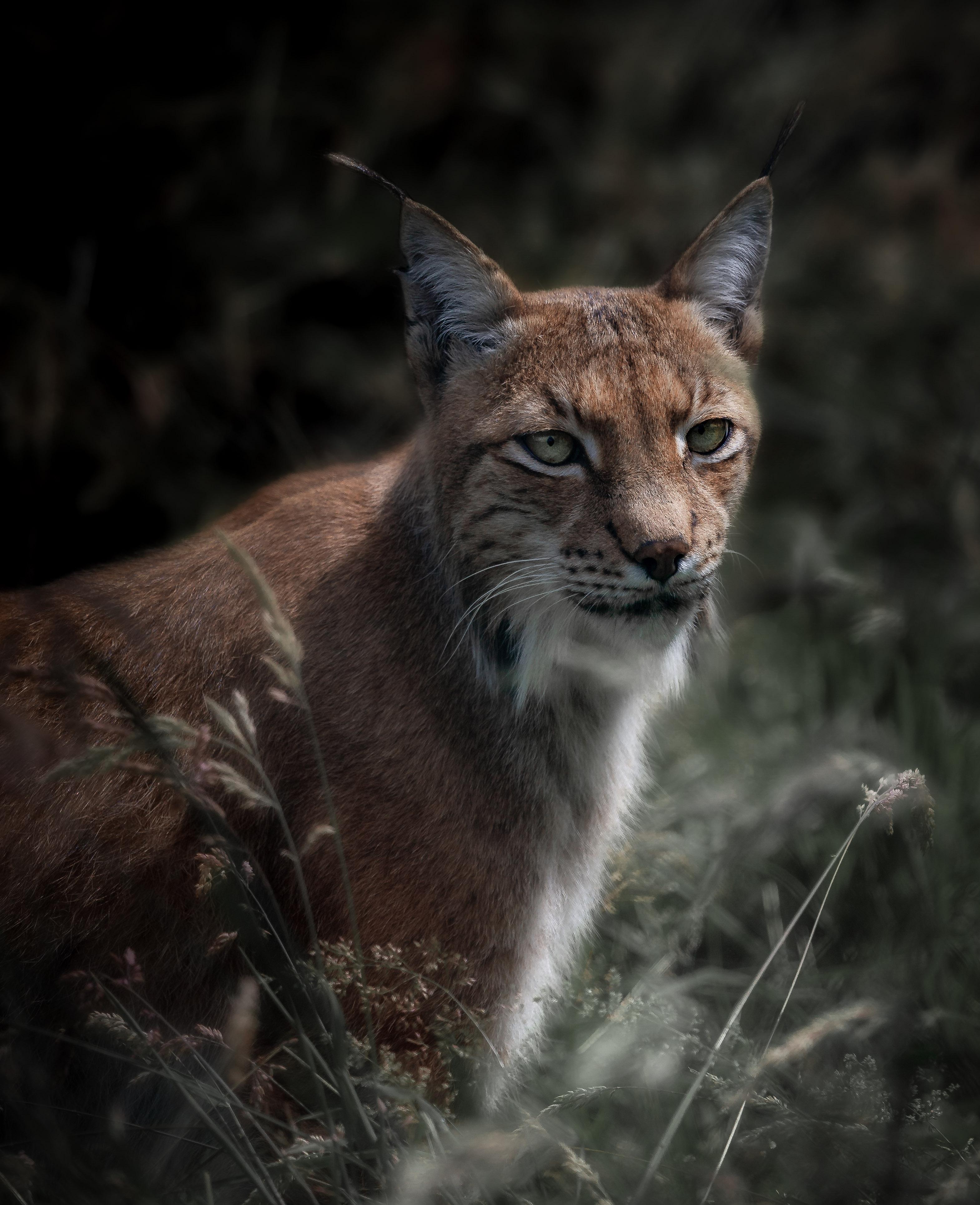 [OC] Beautiful Eurasian Lynx | Scrolller
