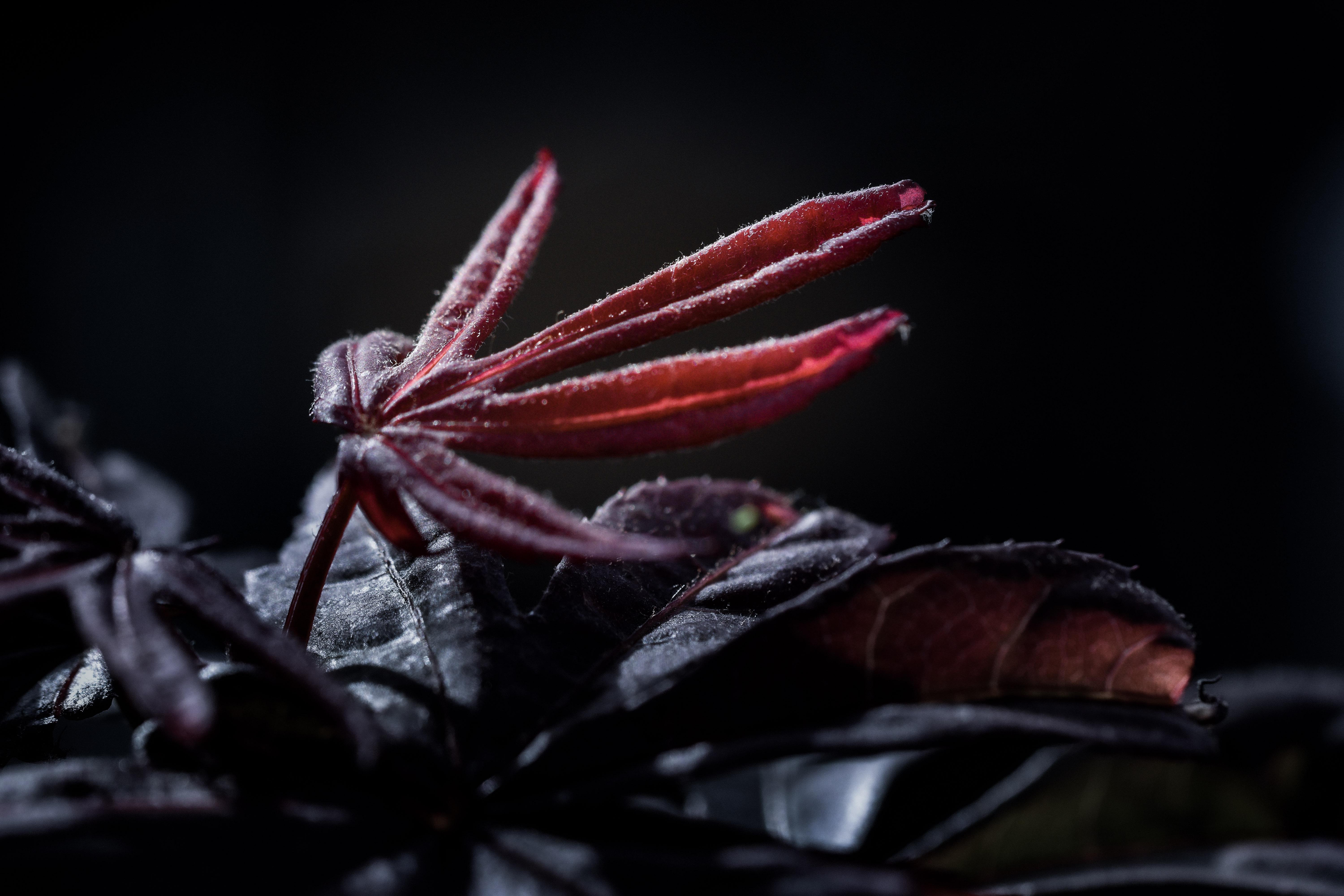 [OC] Japanese Maple. [6000 X 4000] | Scrolller