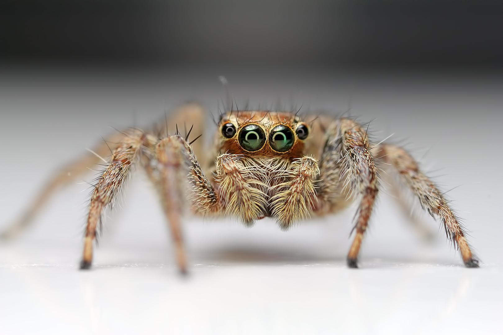 [OC] Jumping spider from up close | Scrolller
