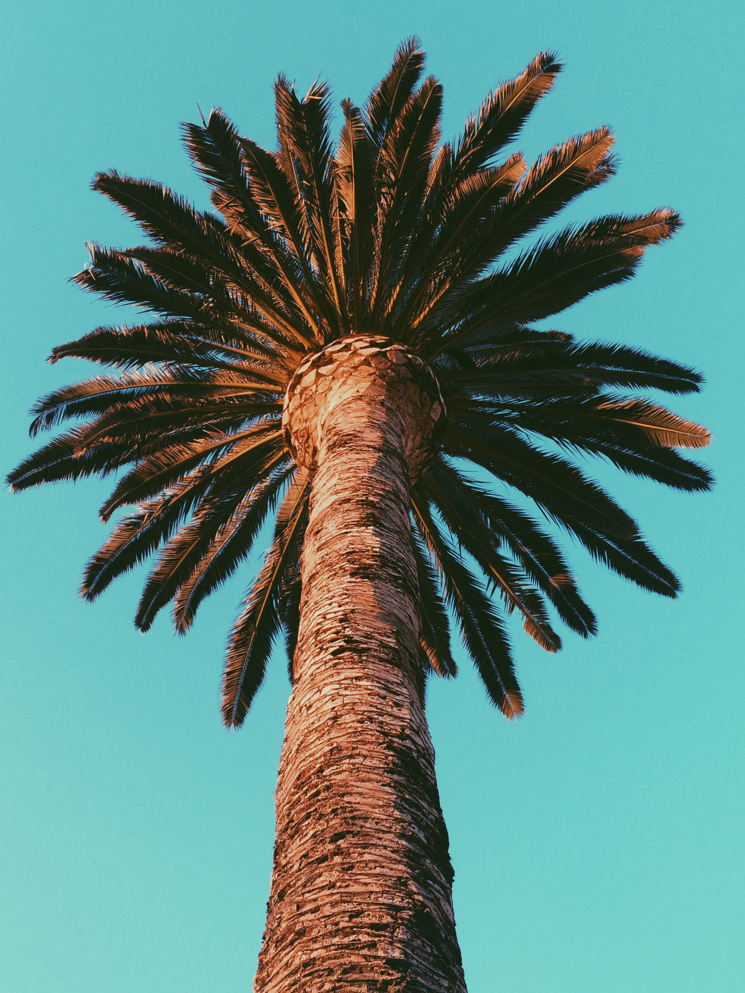 [OC] Palm Trees Are My Favorite | Scrolller