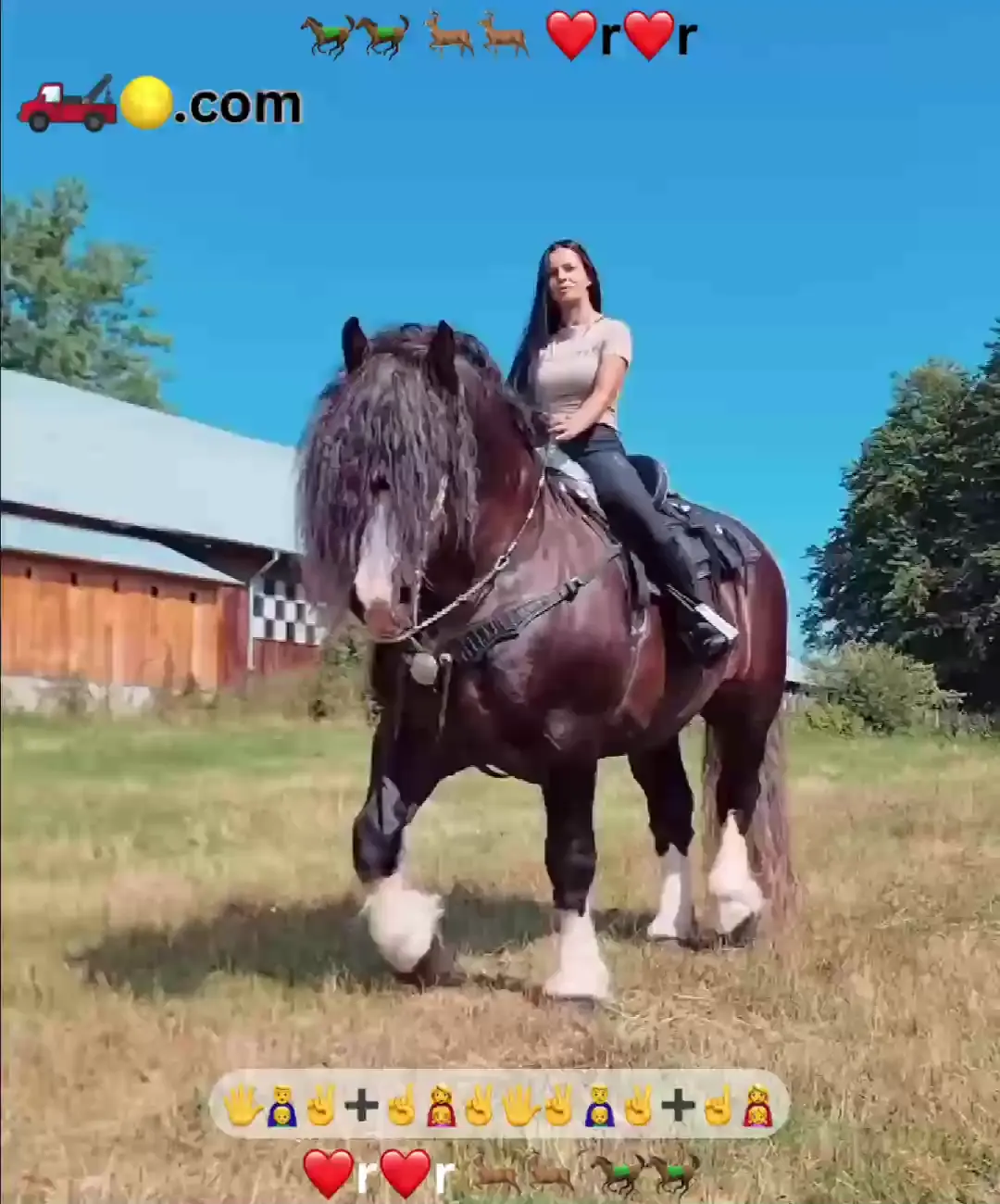 Of a horse | Scrolller