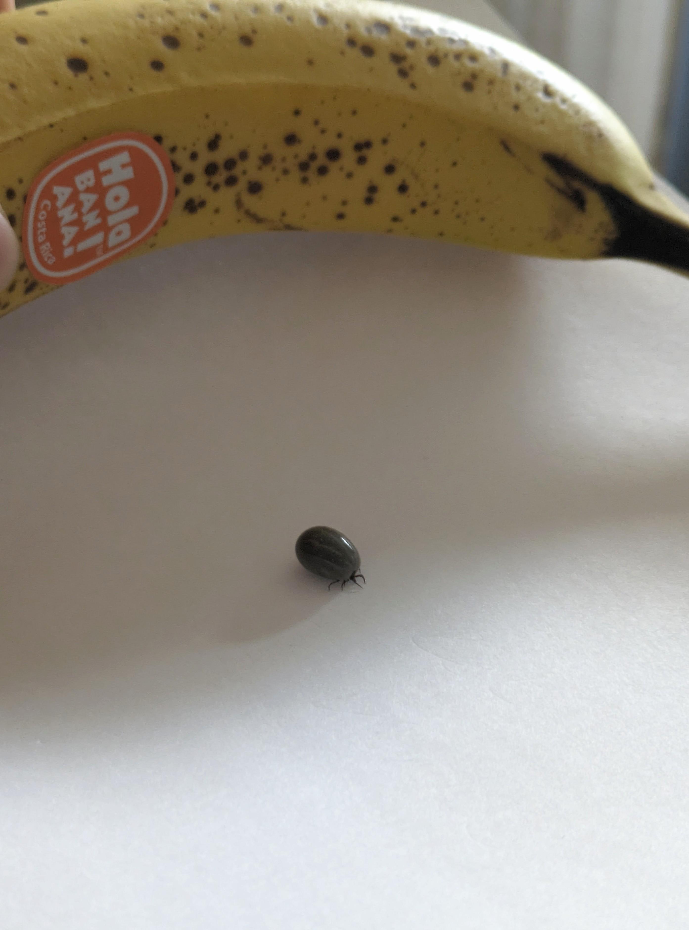 Of a tick | Scrolller