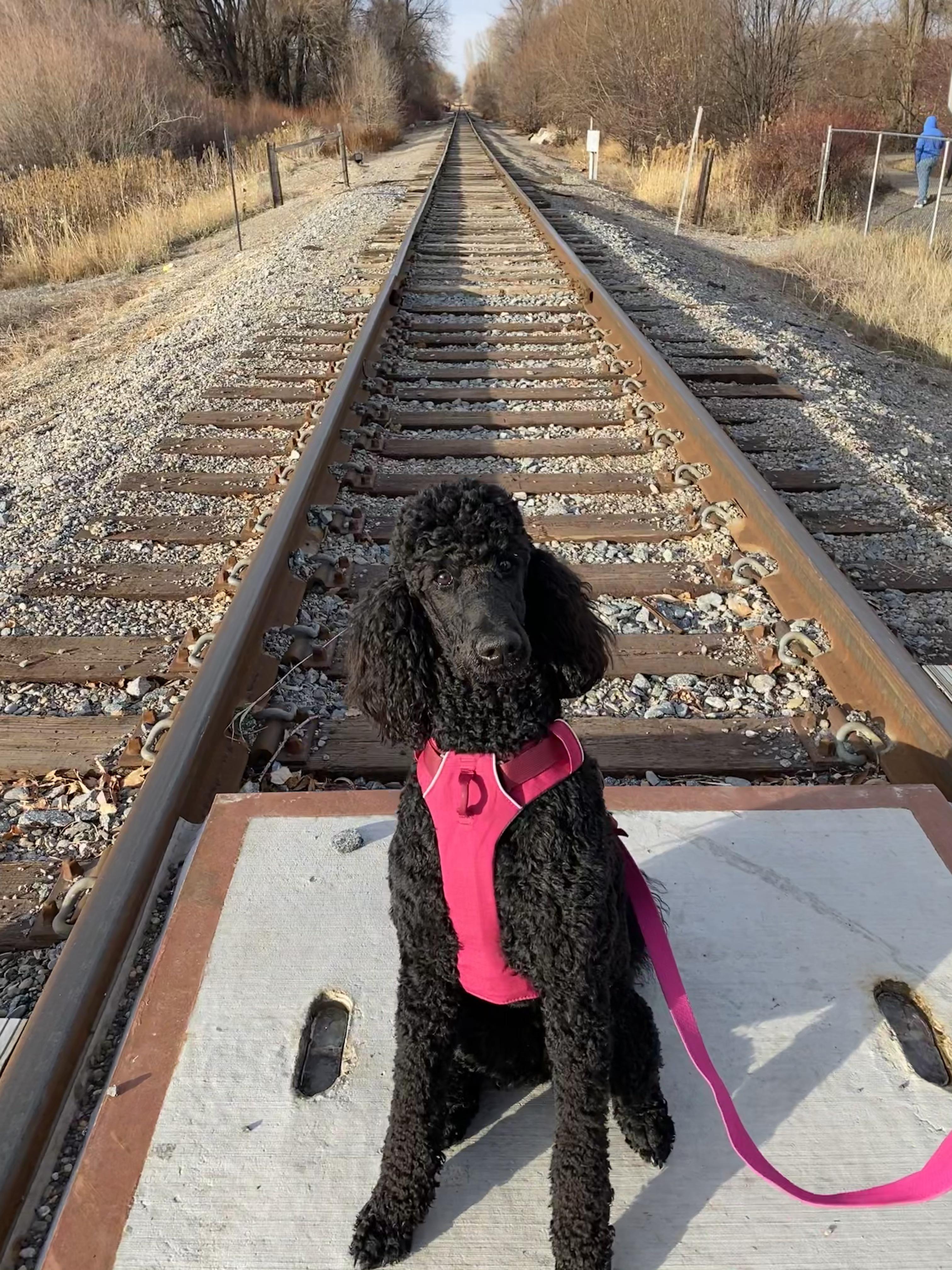 Oh Coco Bean! | Scrolller