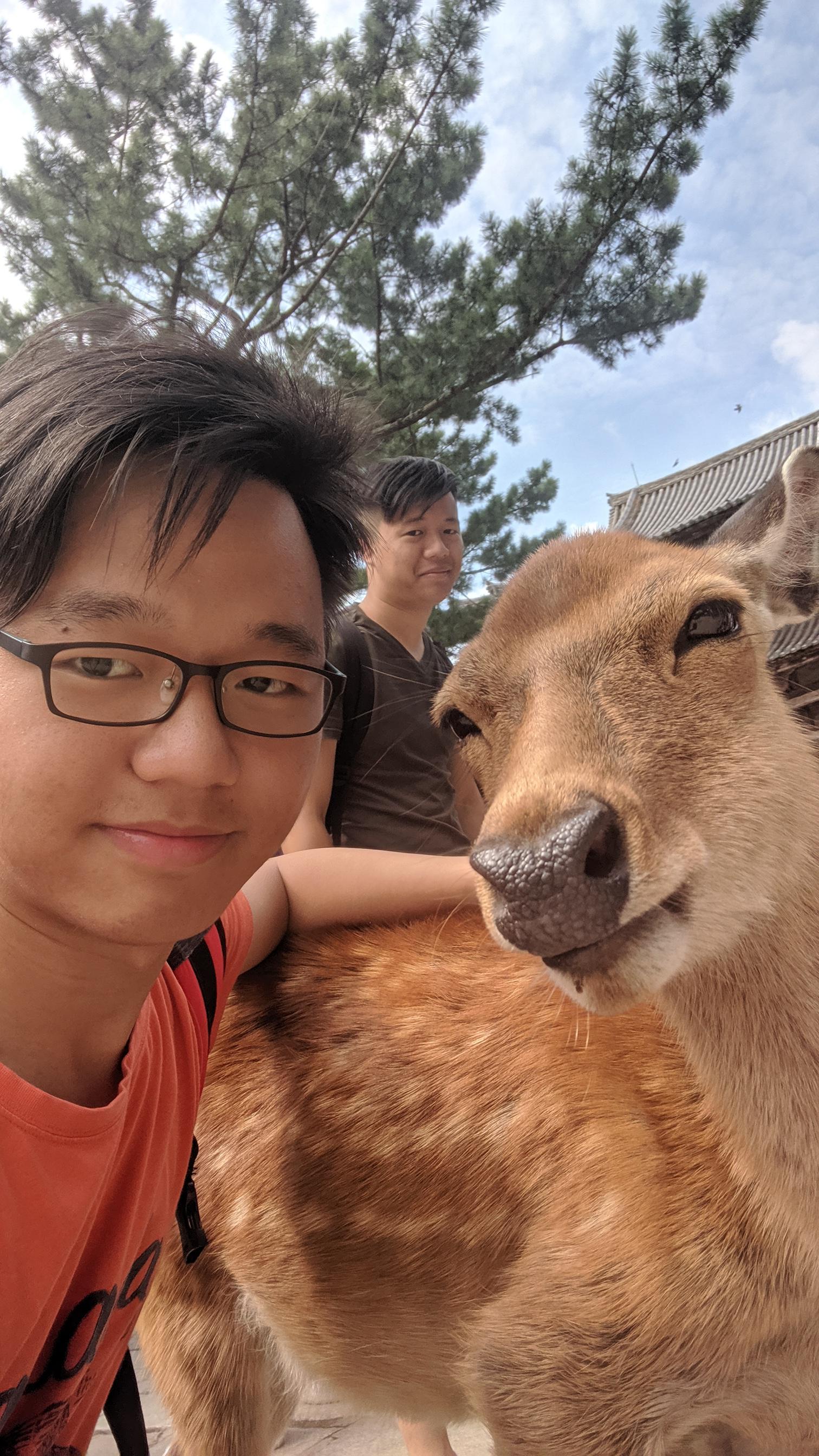 Oh DEER! | Scrolller