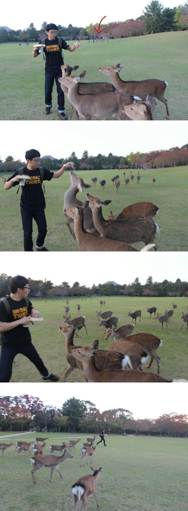 Oh deer... | Scrolller