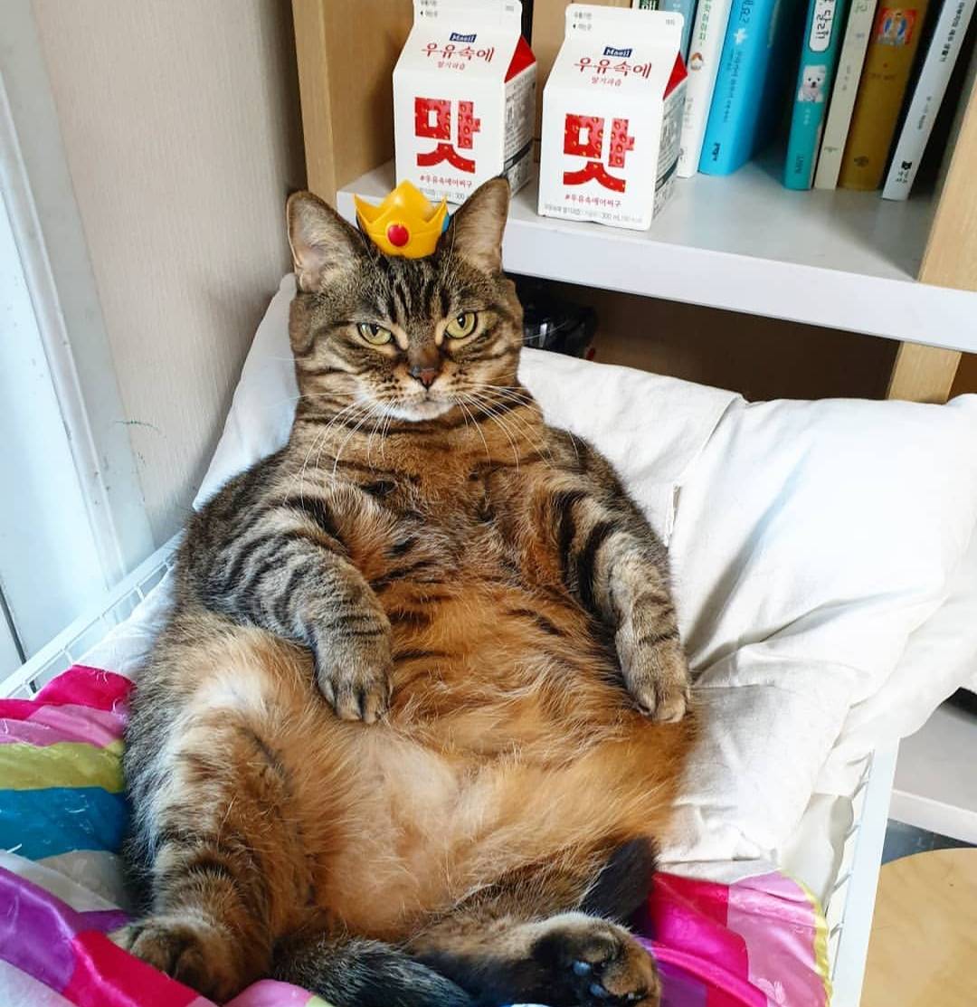 oh lawd my queen | Scrolller