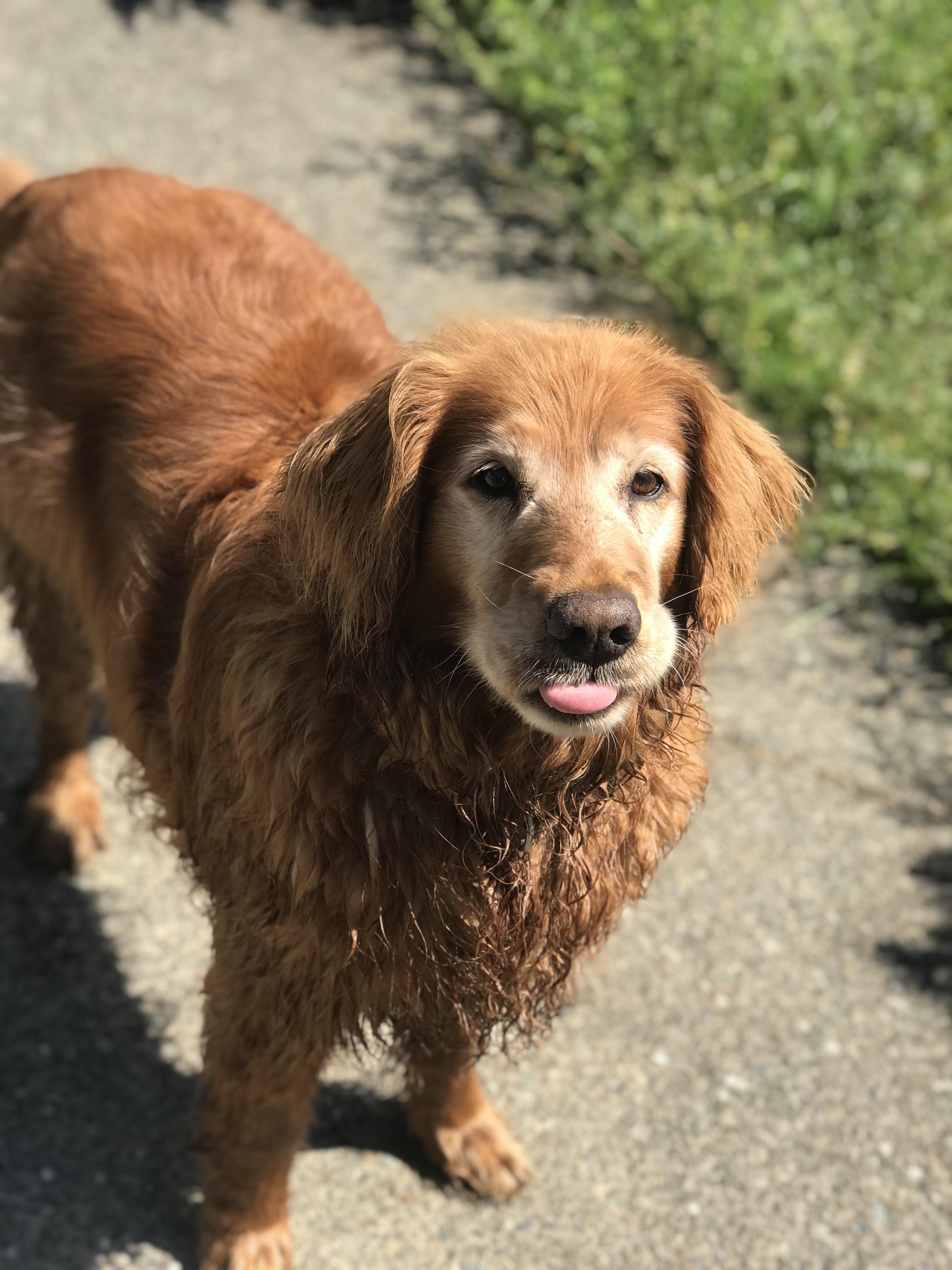 Old girl Bella’s little mlem | Scrolller