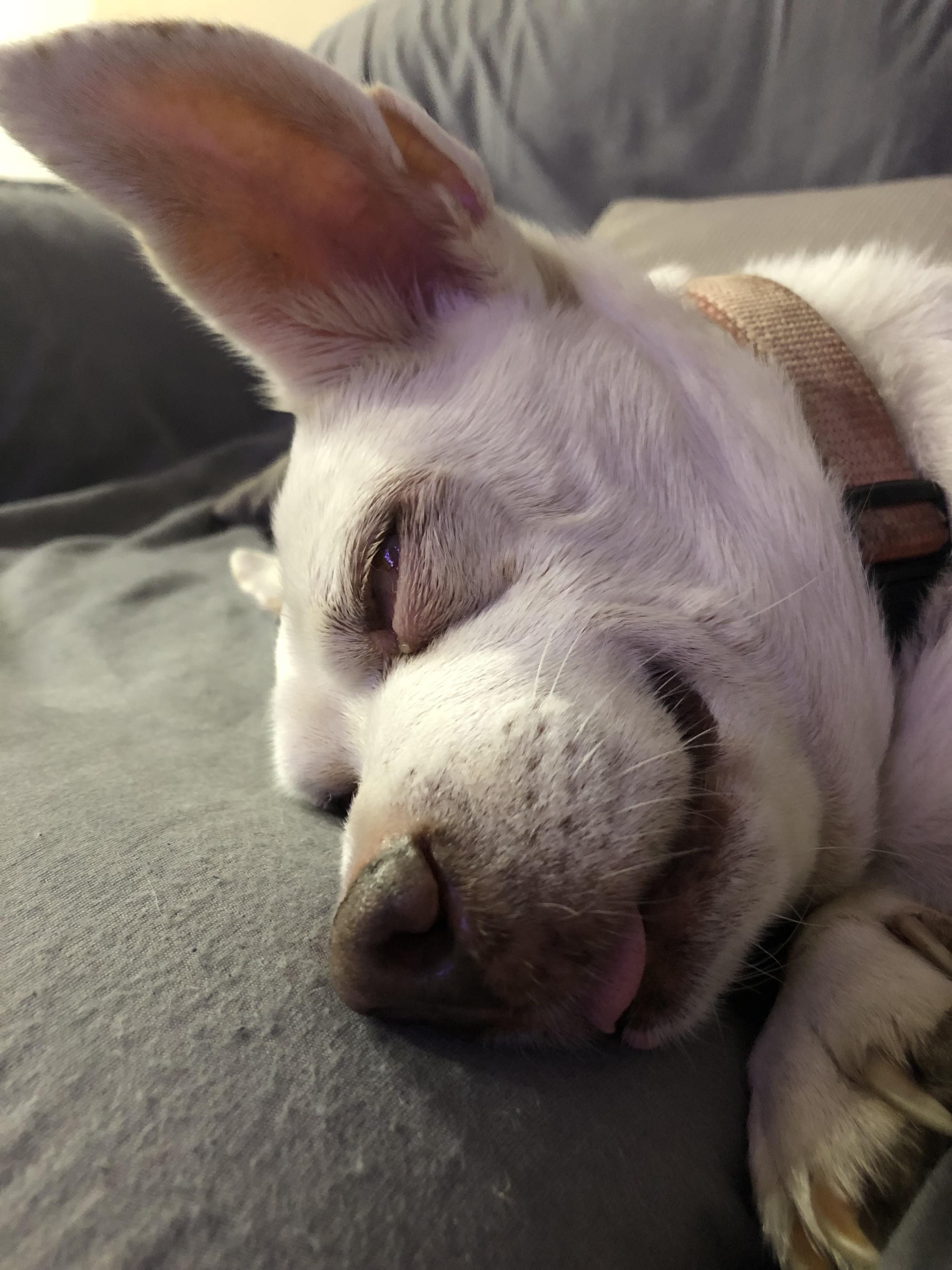 Old girl’s mini sleepy bloop | Scrolller