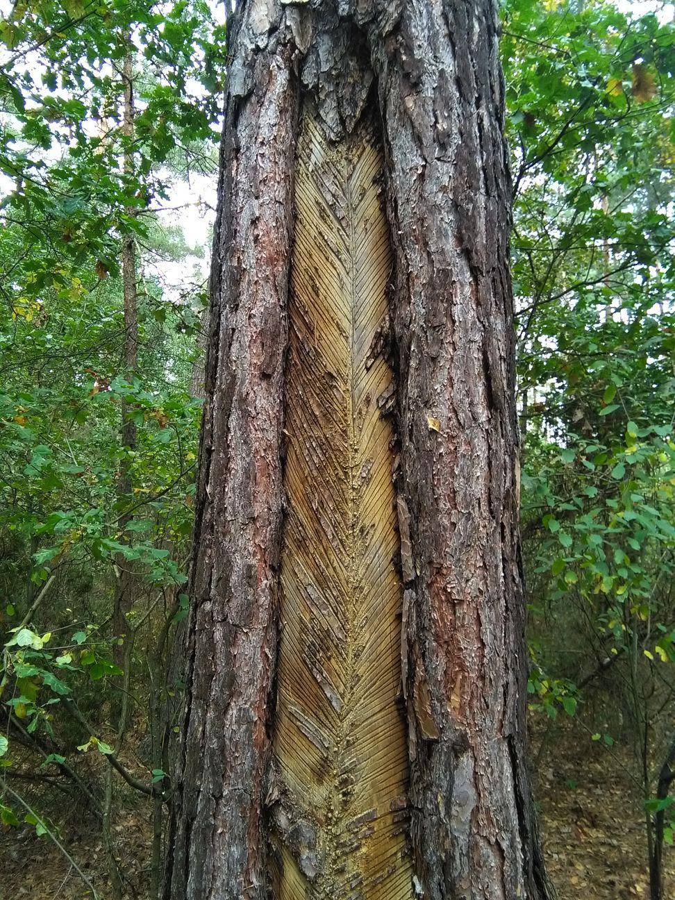 Old scars from resin collection. Kampinos NP, Poland | Scrolller