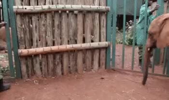 Older orphan greets a scared new arrival at the Sheldrick Nursery | Scrolller