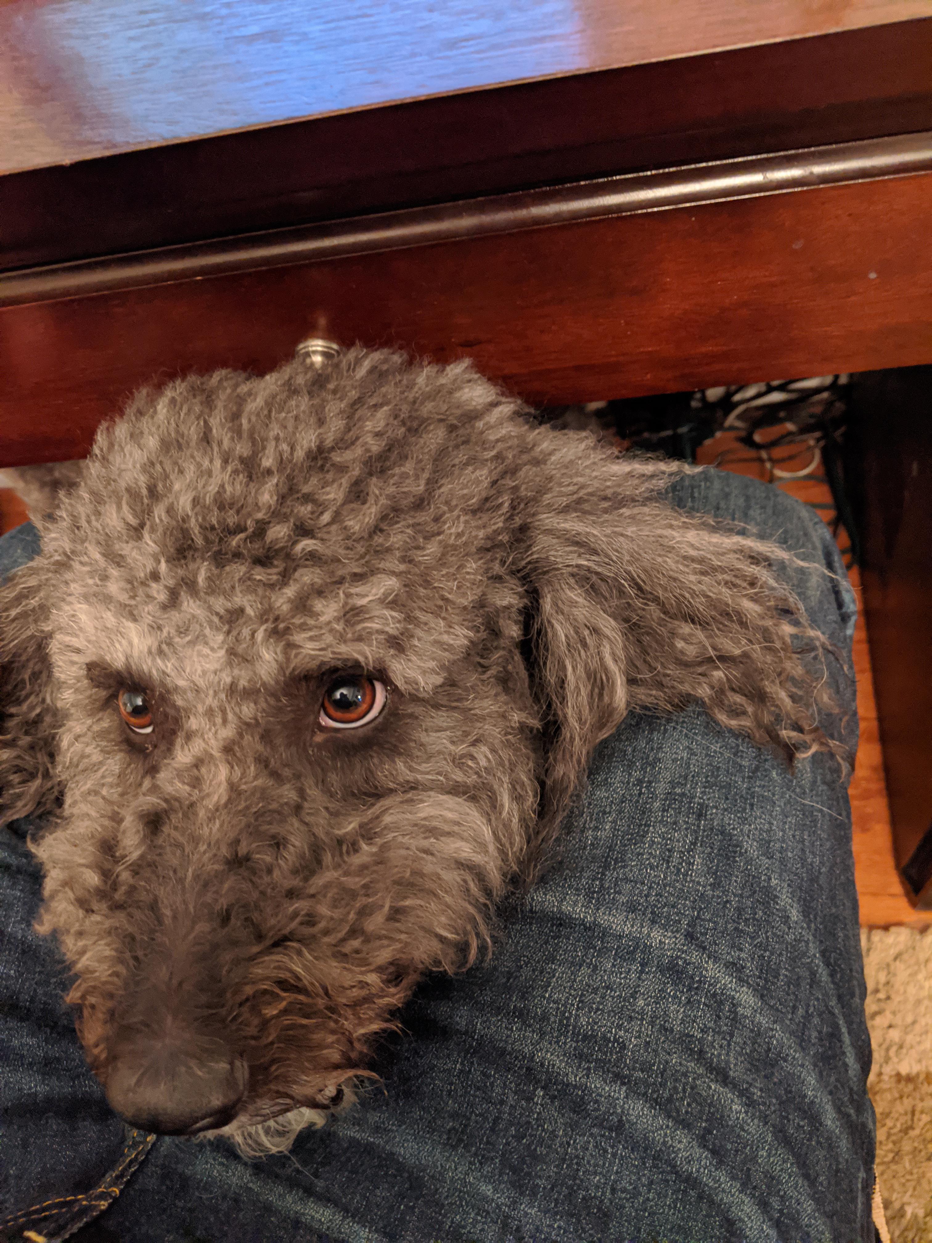 Ole Murphy dog and his "pet me please eyes". | Scrolller