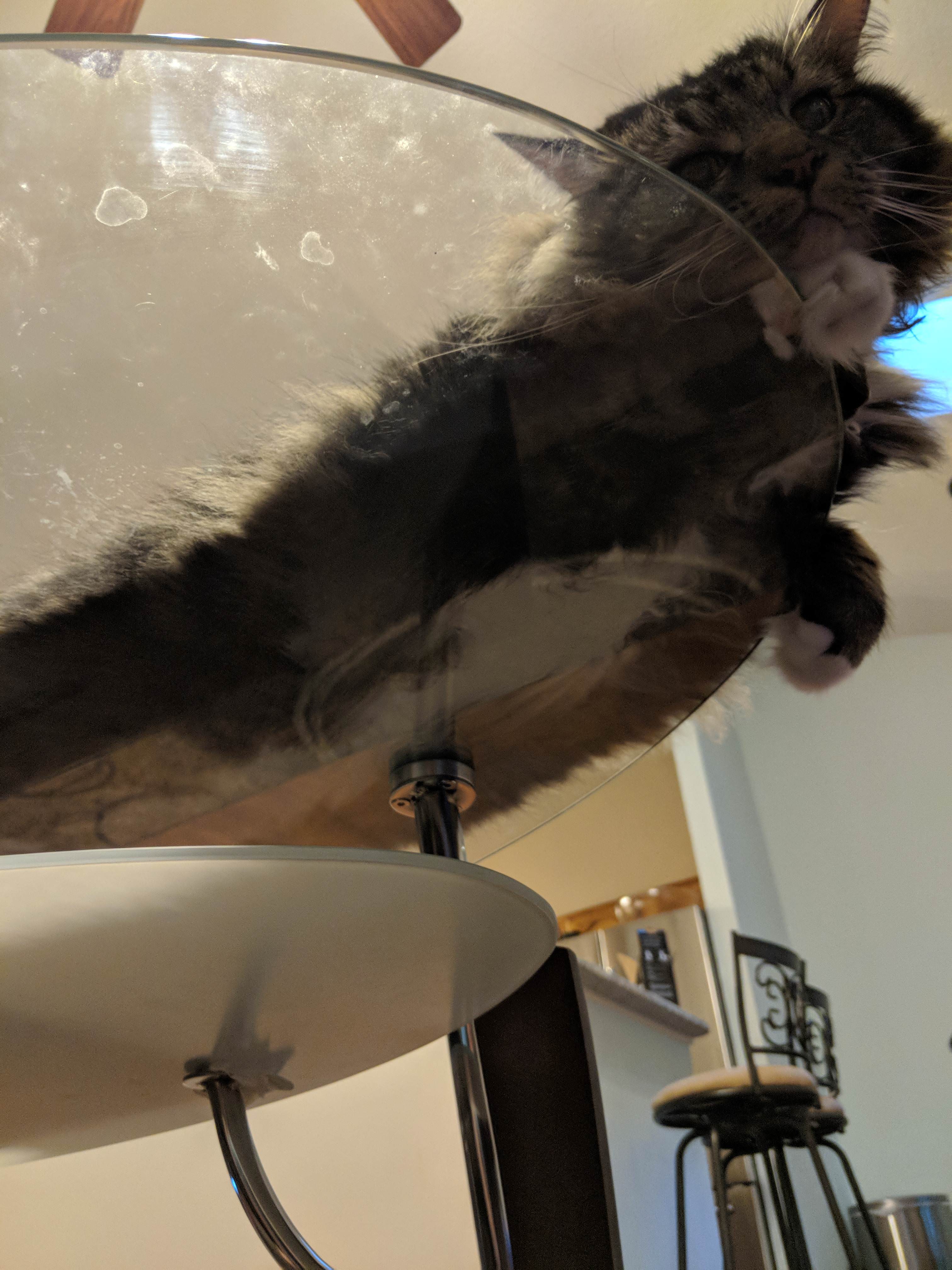 Oliver lounging on the coffee table | Scrolller