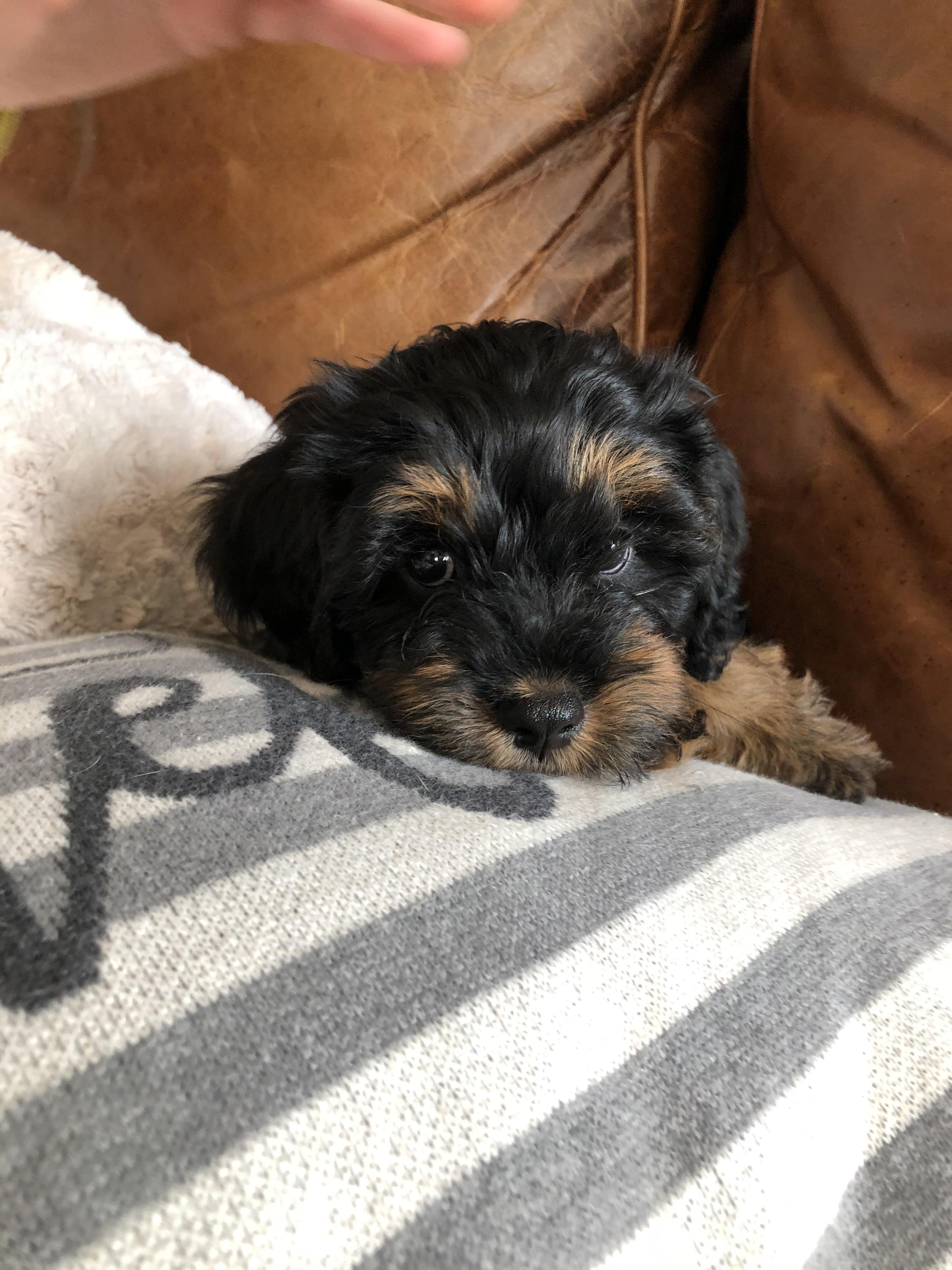 Oliver, our first Cavapoo! 8 weeks | Scrolller