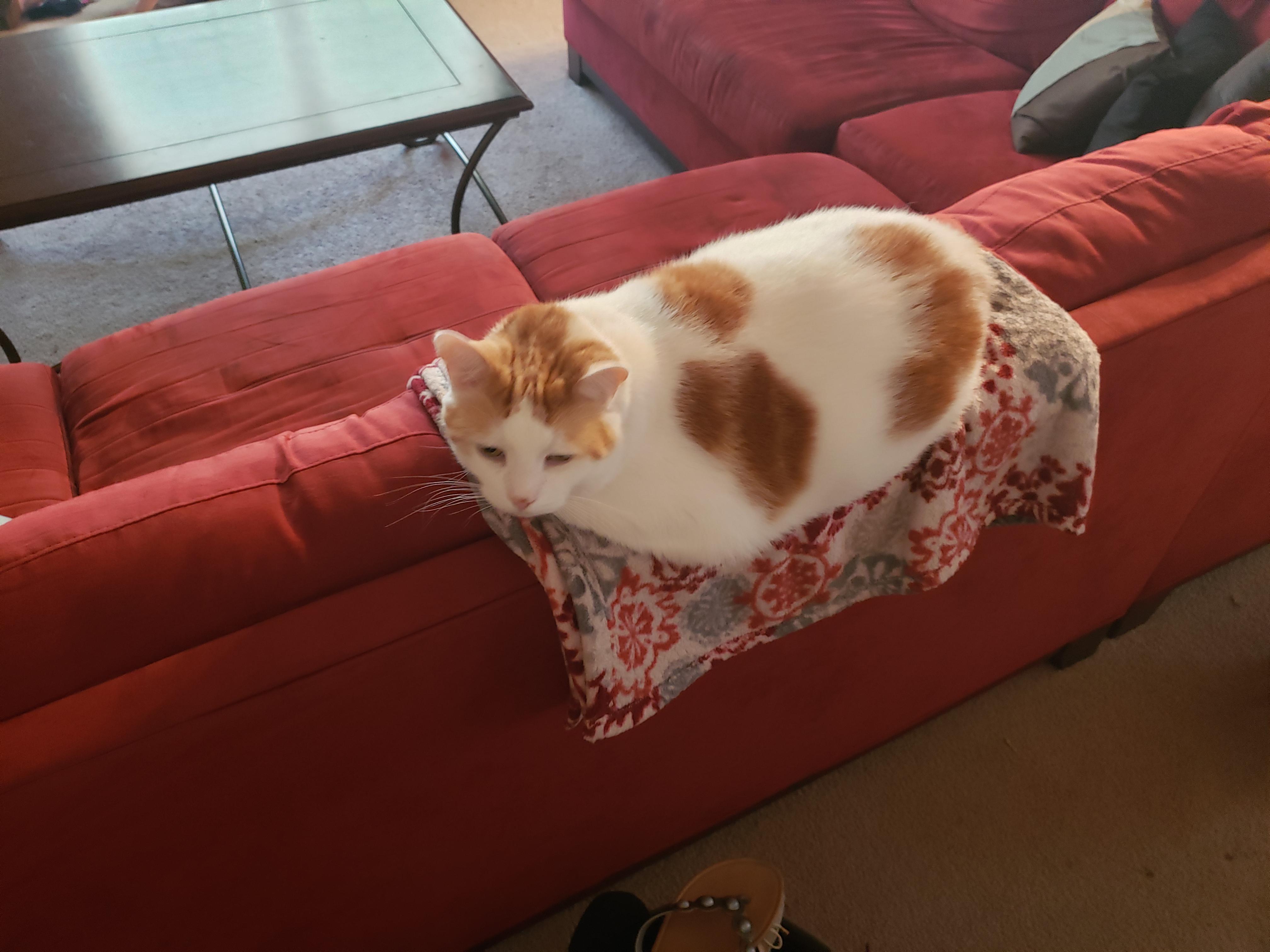 Oliver, the chonk loaf | Scrolller