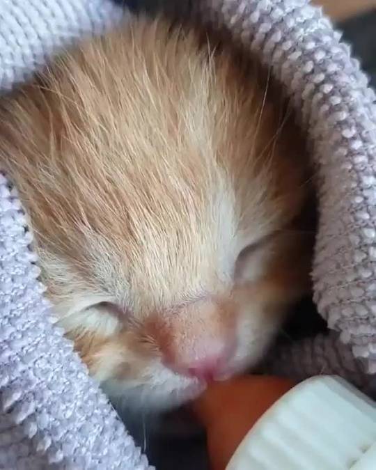 Omg Its Sooo Cute | Scrolller