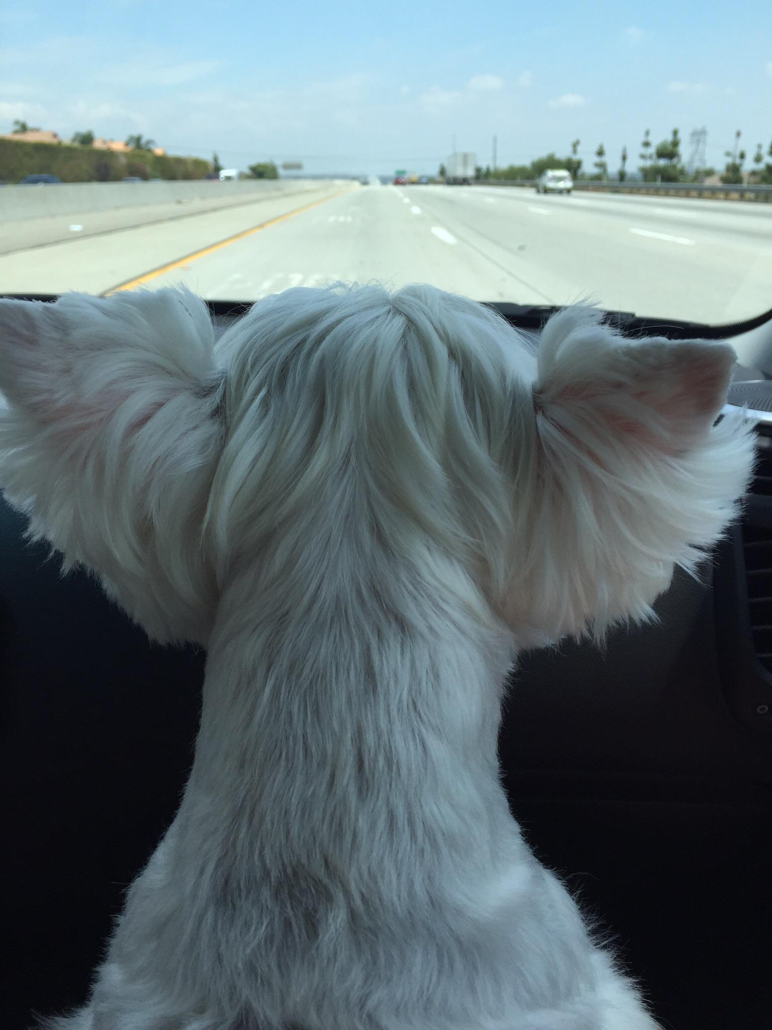 On our way to the mountains...part 2, the co-pilot | Scrolller