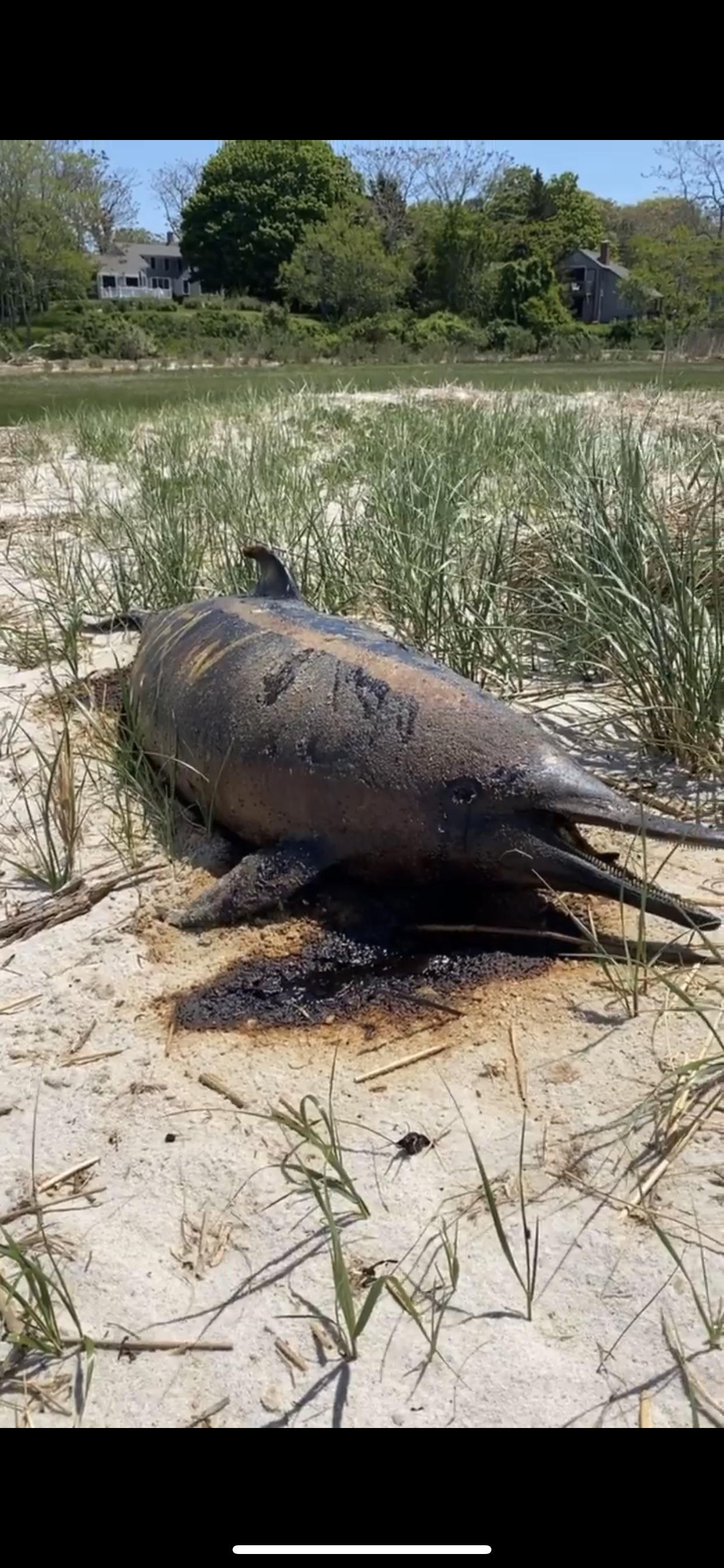 On the beach today in Cape Cod | Scrolller