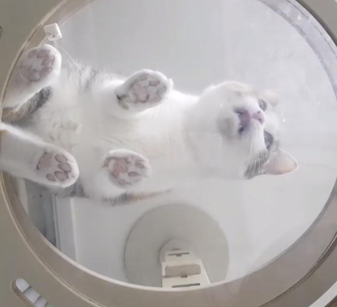 On the glass table | Scrolller