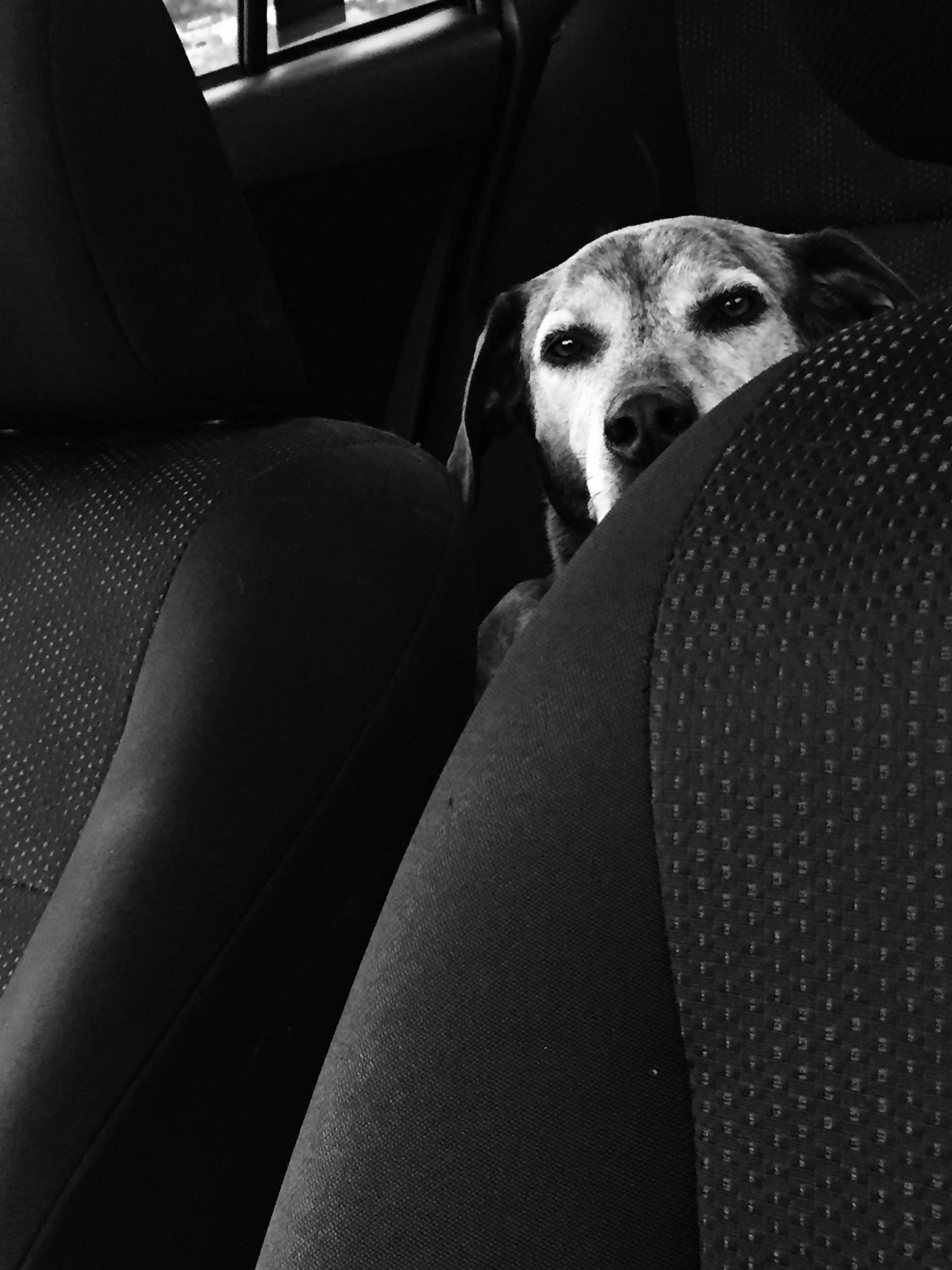 On this gloomy stormy morning, show me your dogs in black and white. | Scrolller
