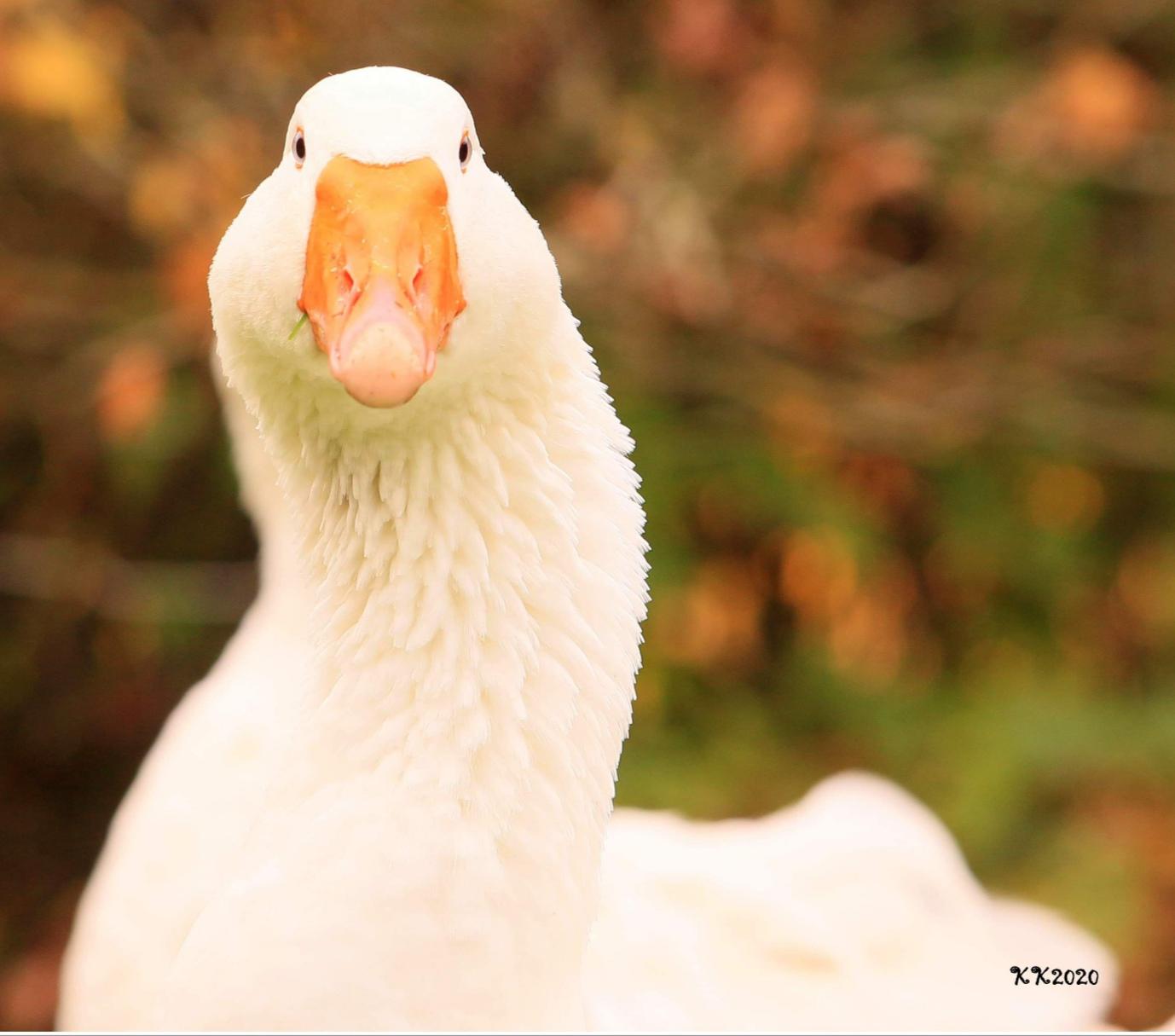 One chunky goose | Scrolller