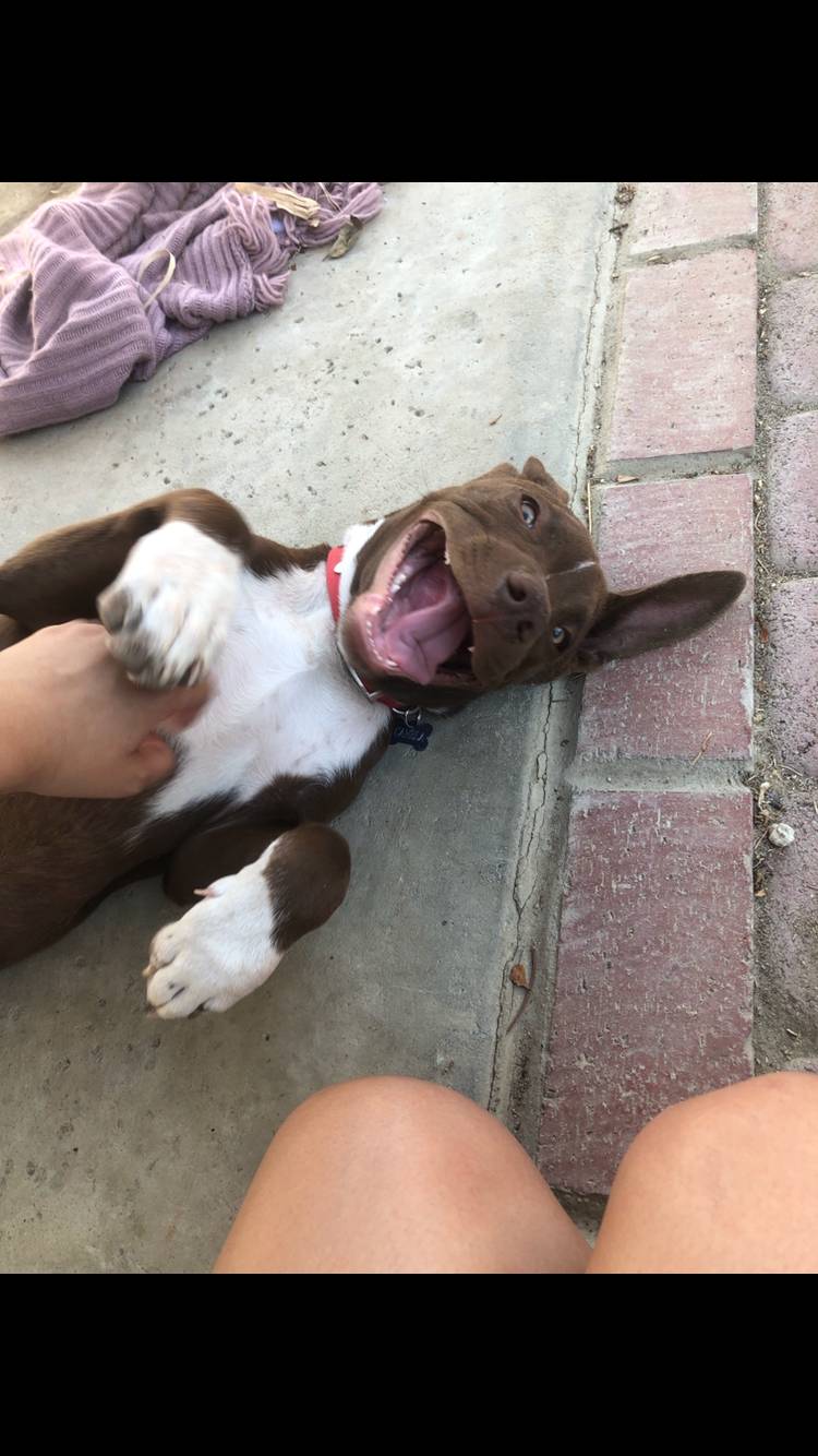 One ear up , one ear down. My forever derpy girl ️ | Scrolller