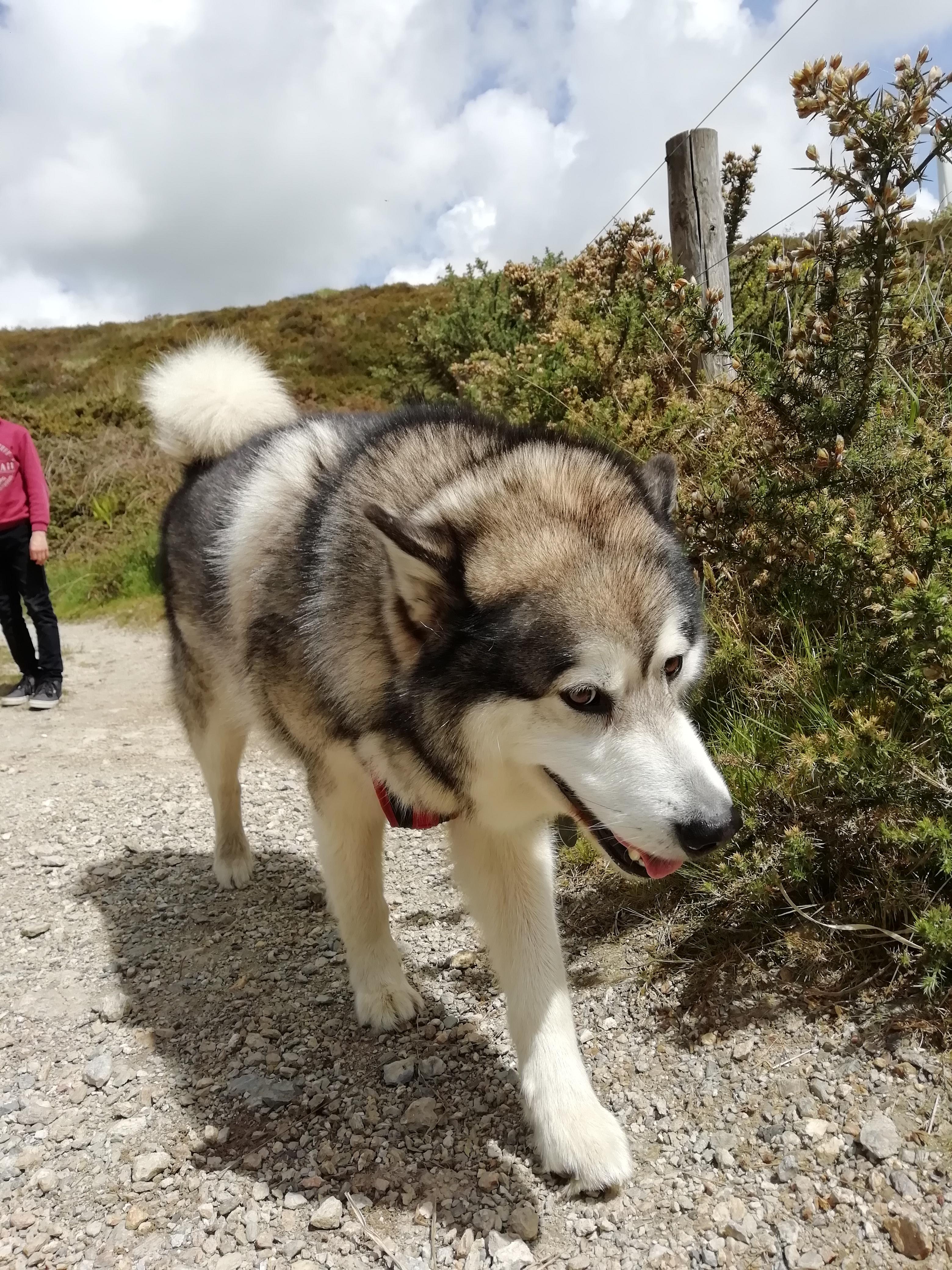 One floofy boi | Scrolller