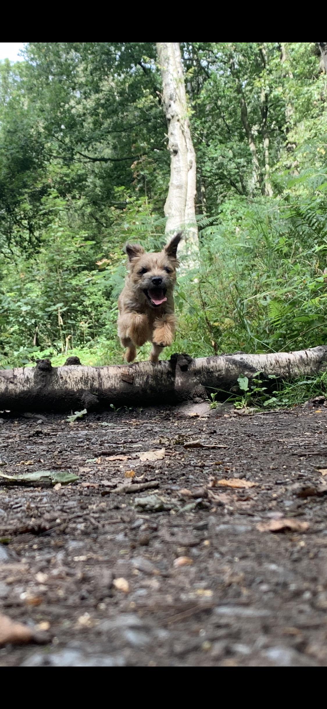 One happy pup | Scrolller