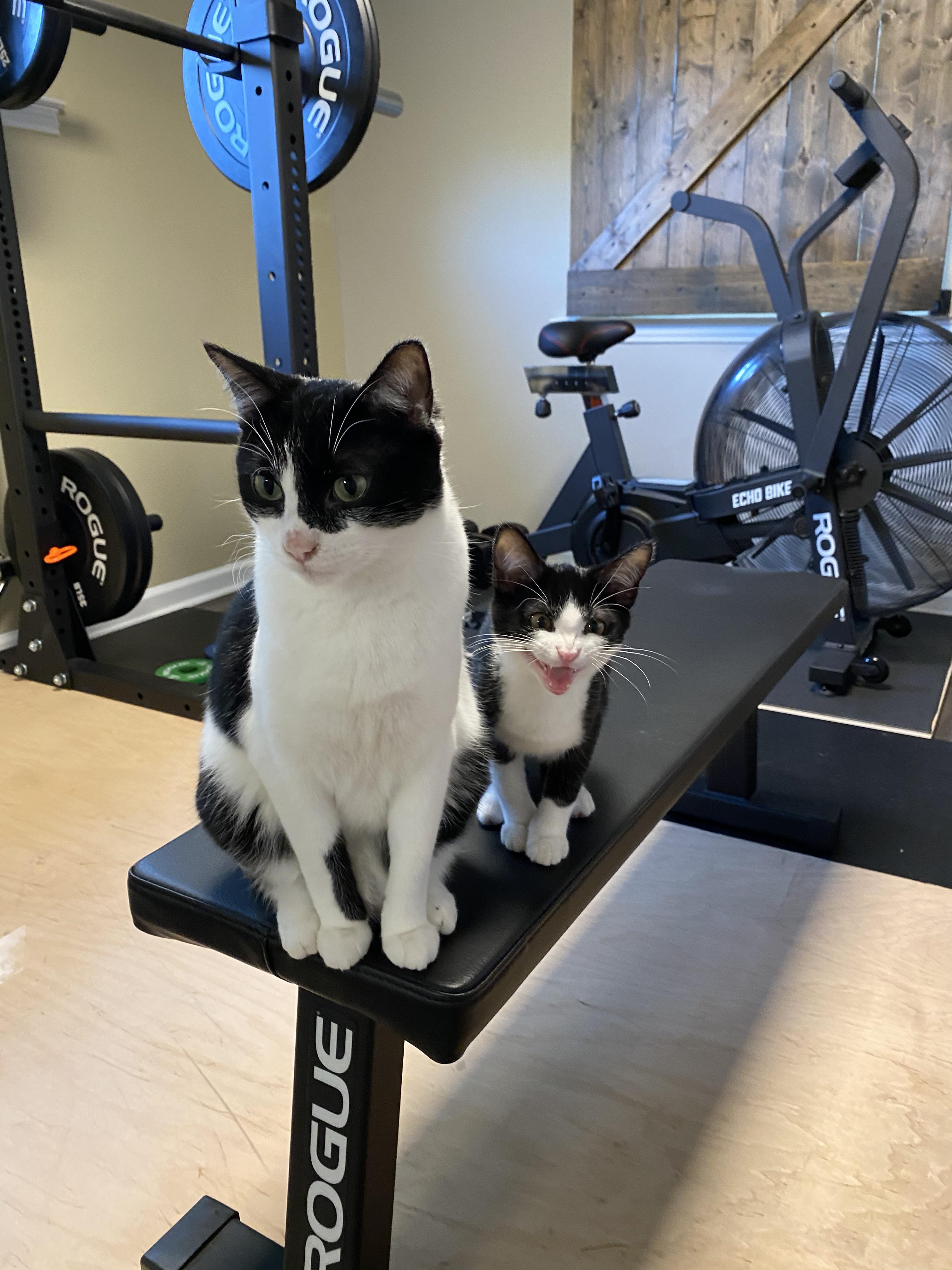 One more rep, weakling! | Scrolller