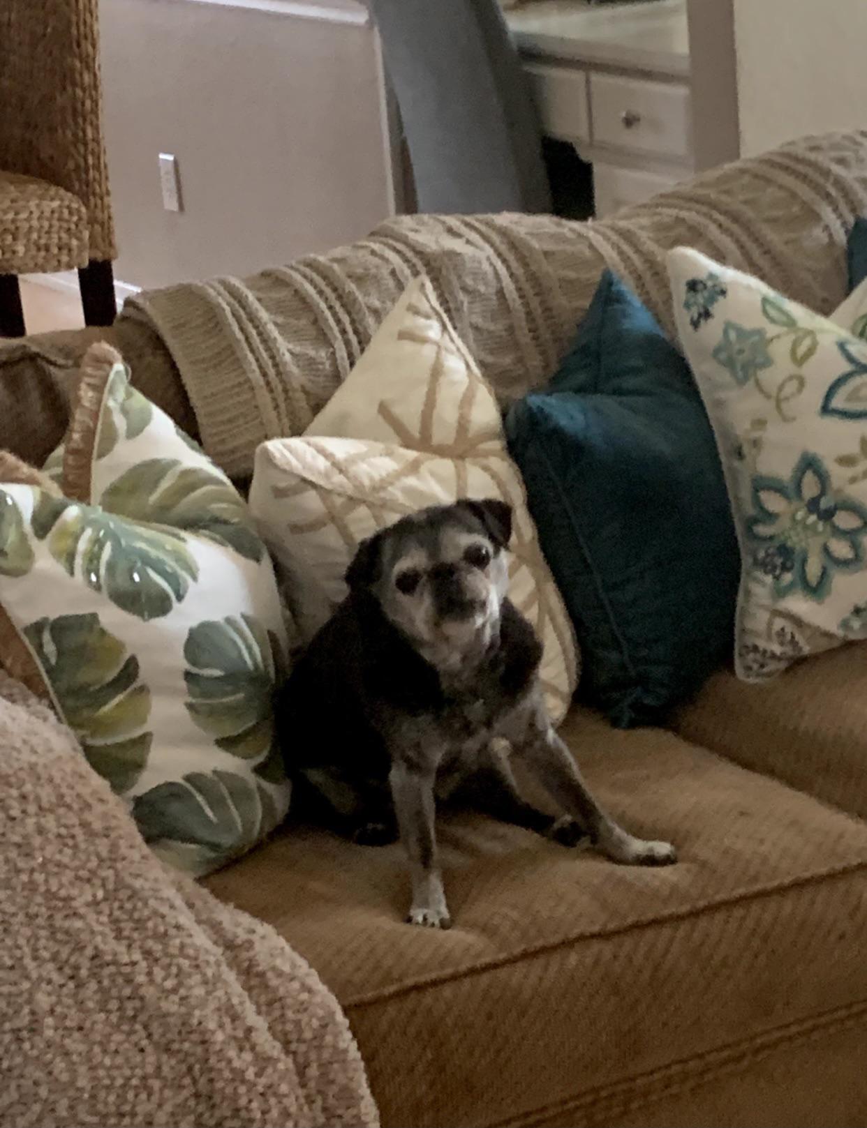 One of my dads girlfriends dogs | Scrolller