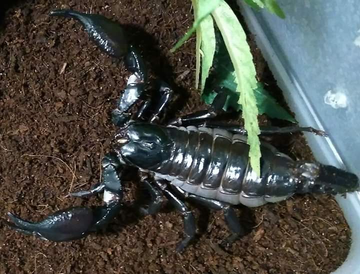 One of my scorpions | Scrolller