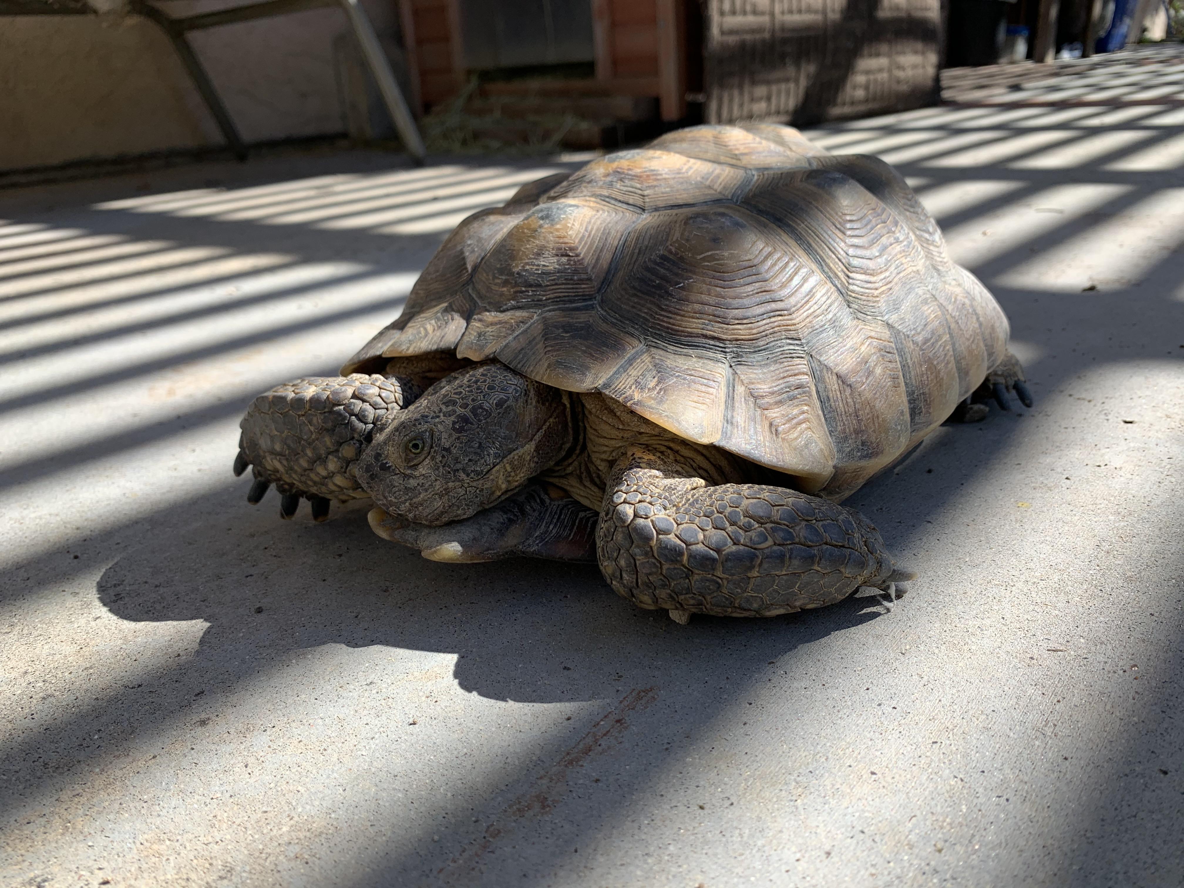 One of sleepy girls came out super early with the good weather! Still a little bashful. | Scrolller