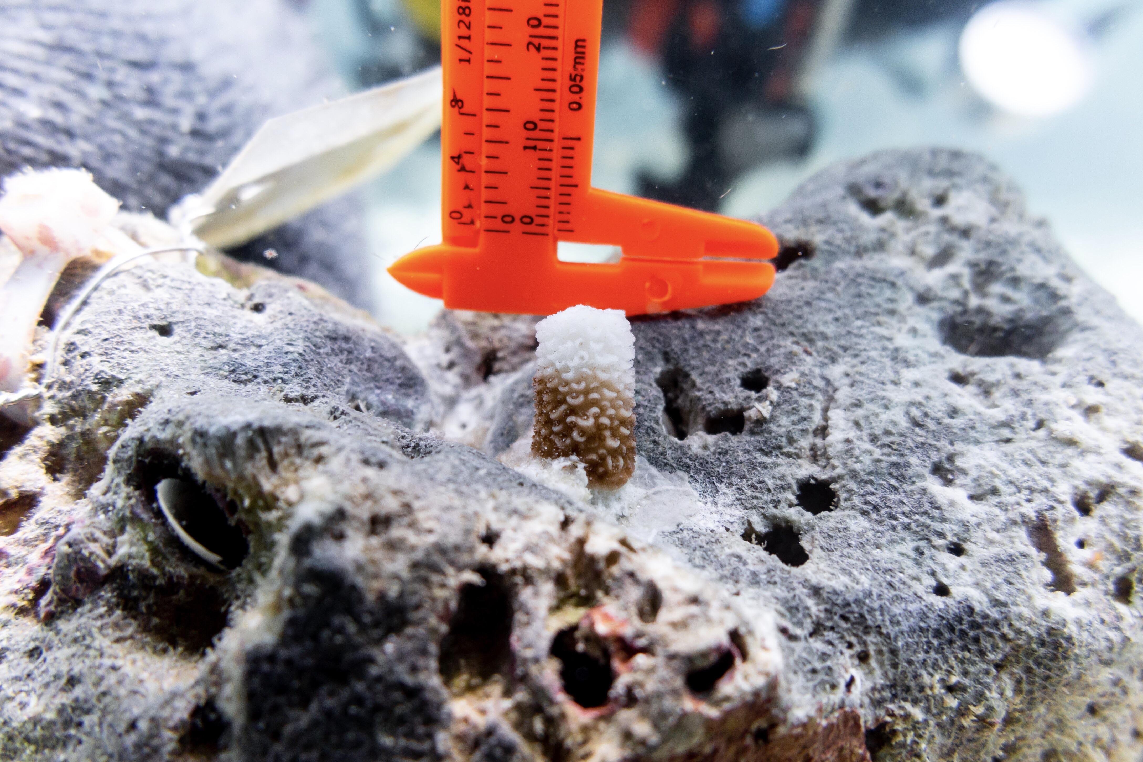 One of the corals from my research project. I call him Two Tone Malone | Scrolller